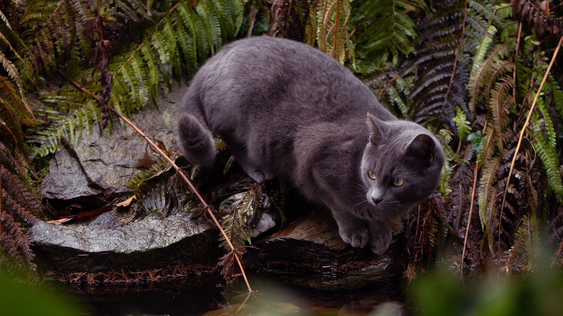 Mysterious Black Cat in the Forest - backiee