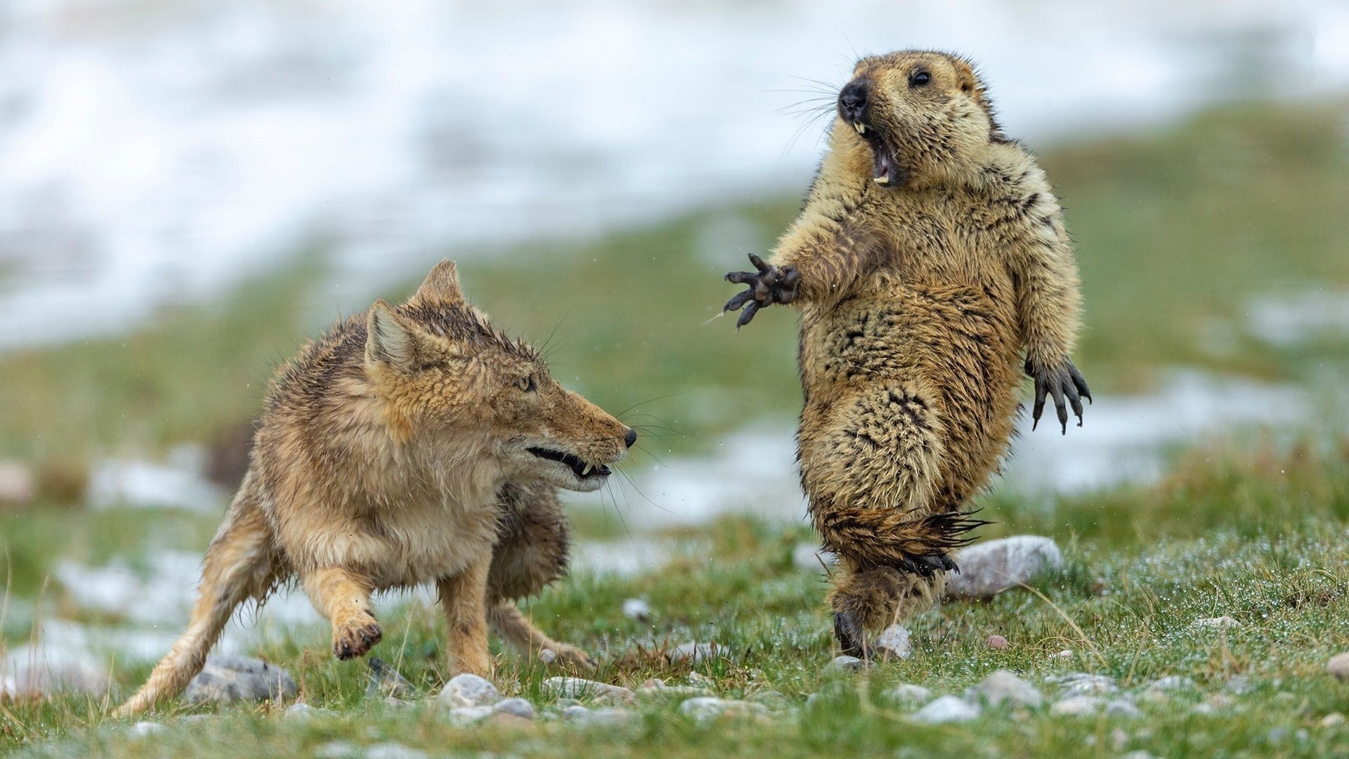 Wolf and Marmot Comedy Duo - backiee