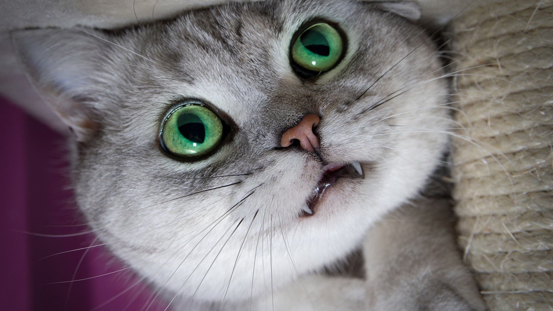 Vampire Cat with Enchanting Green Eyes - backiee