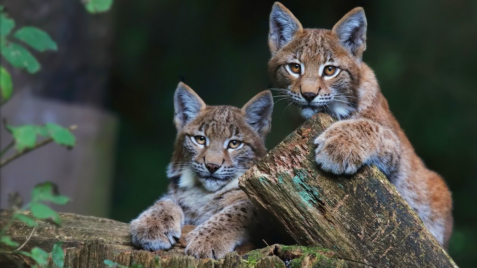 Lynx Cubs in Woodland Setting - backiee