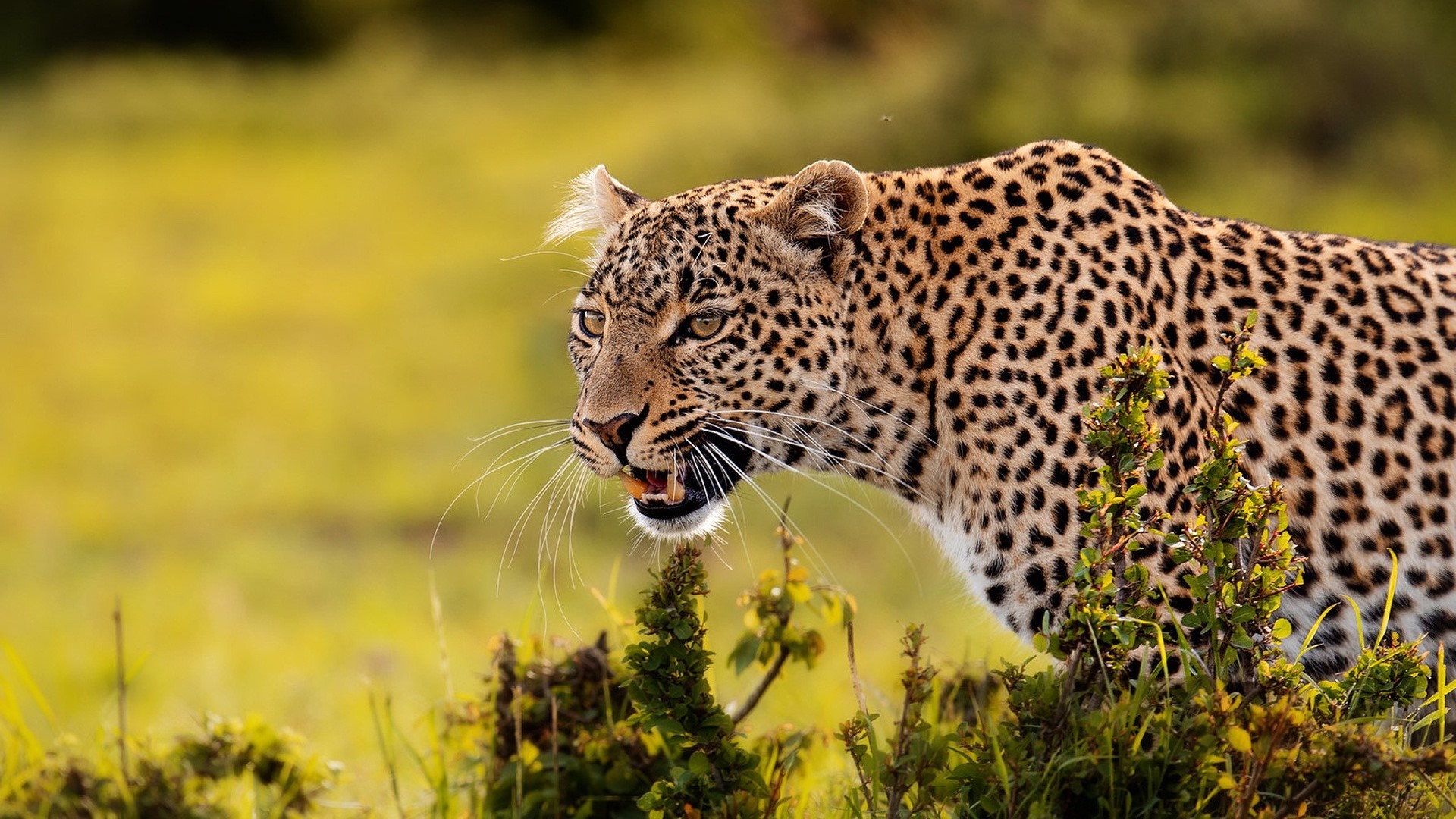 Leopard in Wild African Savanna - backiee