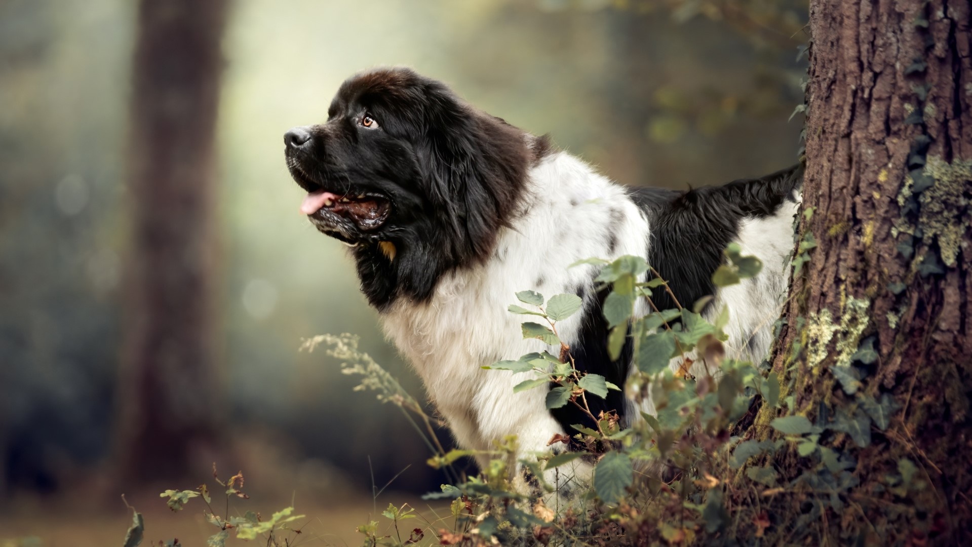 Landseer Newfoundland in Enchanting Forest Setting - backiee