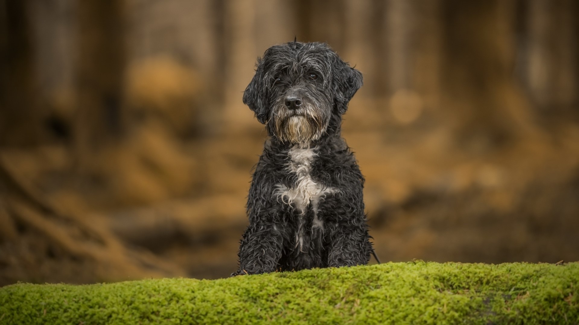 Playful Black Dog in Enchanting Forest - backiee