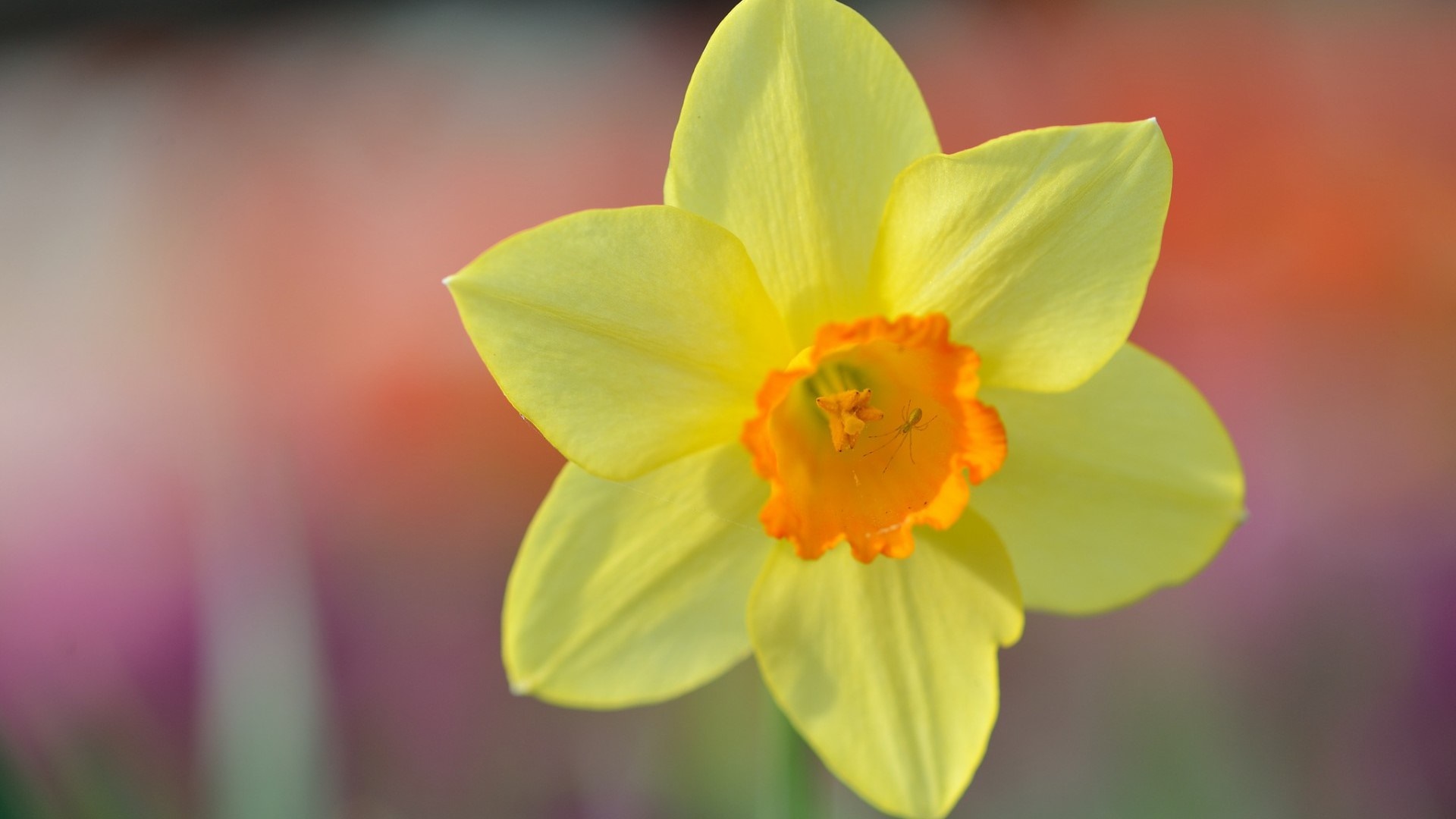Yellow Daffodil in Soft Focus - backiee