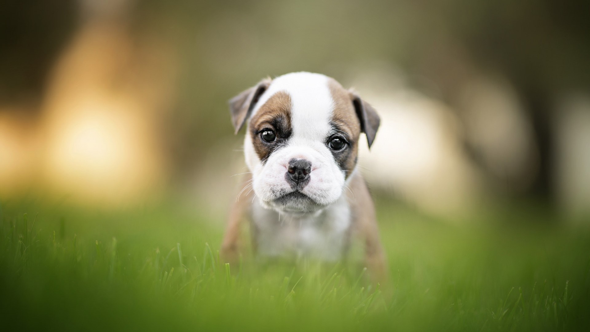 Bulldog Puppy in a Lush Green Meadow - backiee