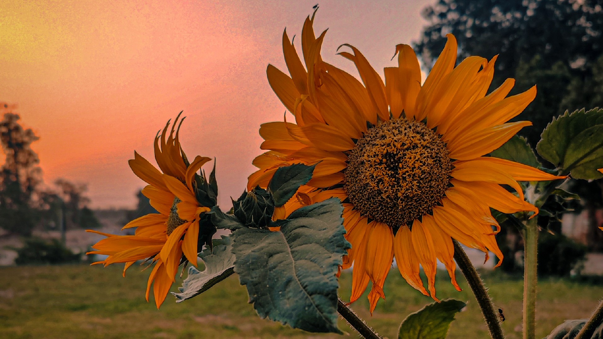 Bright Sunflowers Against a Beautiful Sunset Sky - backiee