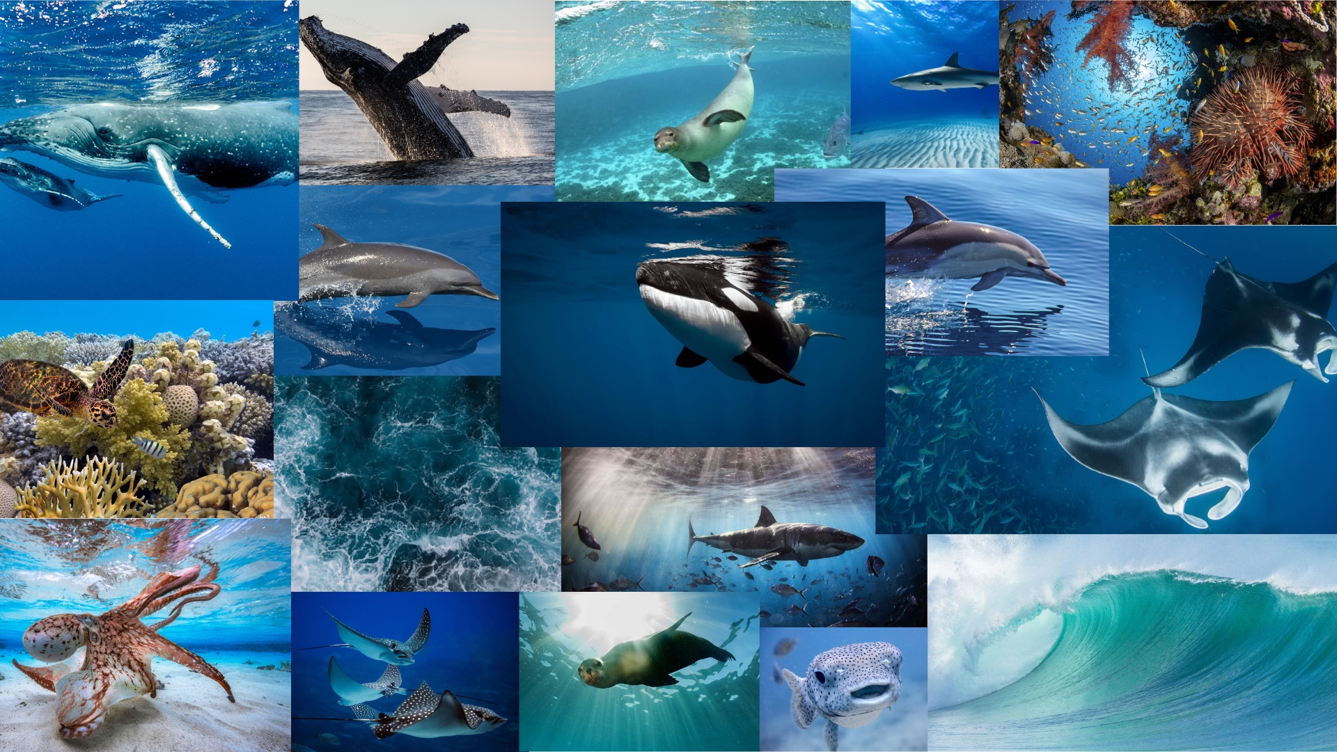 Majestic Ocean Life Showcase - backiee