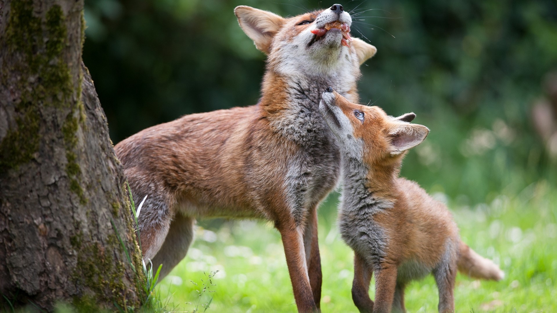 Loving Moments Between a Fox and Its Cub - backiee