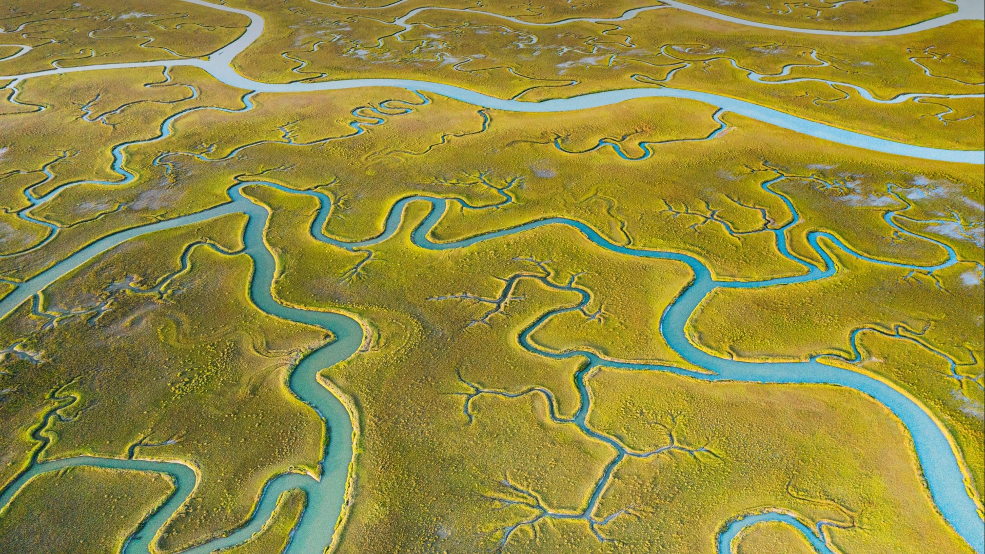 Winding Waterways and Lush Marshes Aerial View - backiee