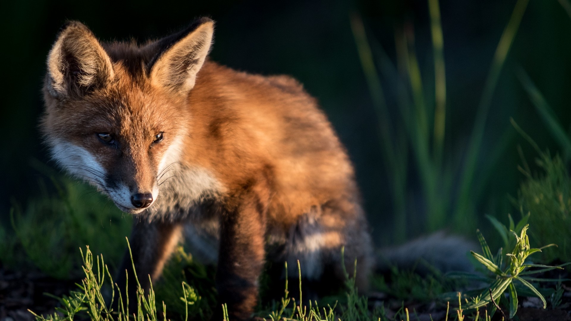 Elegant Red Fox in Nature's Embrace - backiee