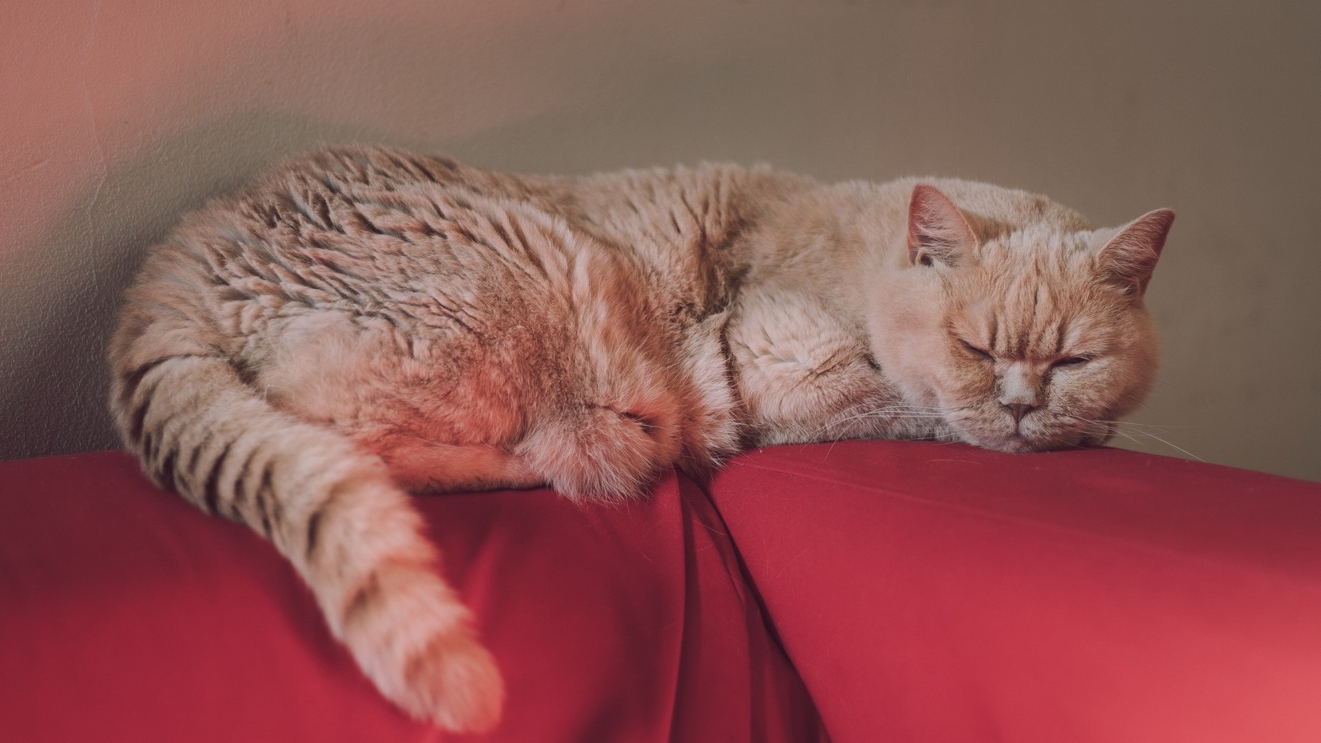 Cozy Cat Napping Peacefully on Red Couch - backiee