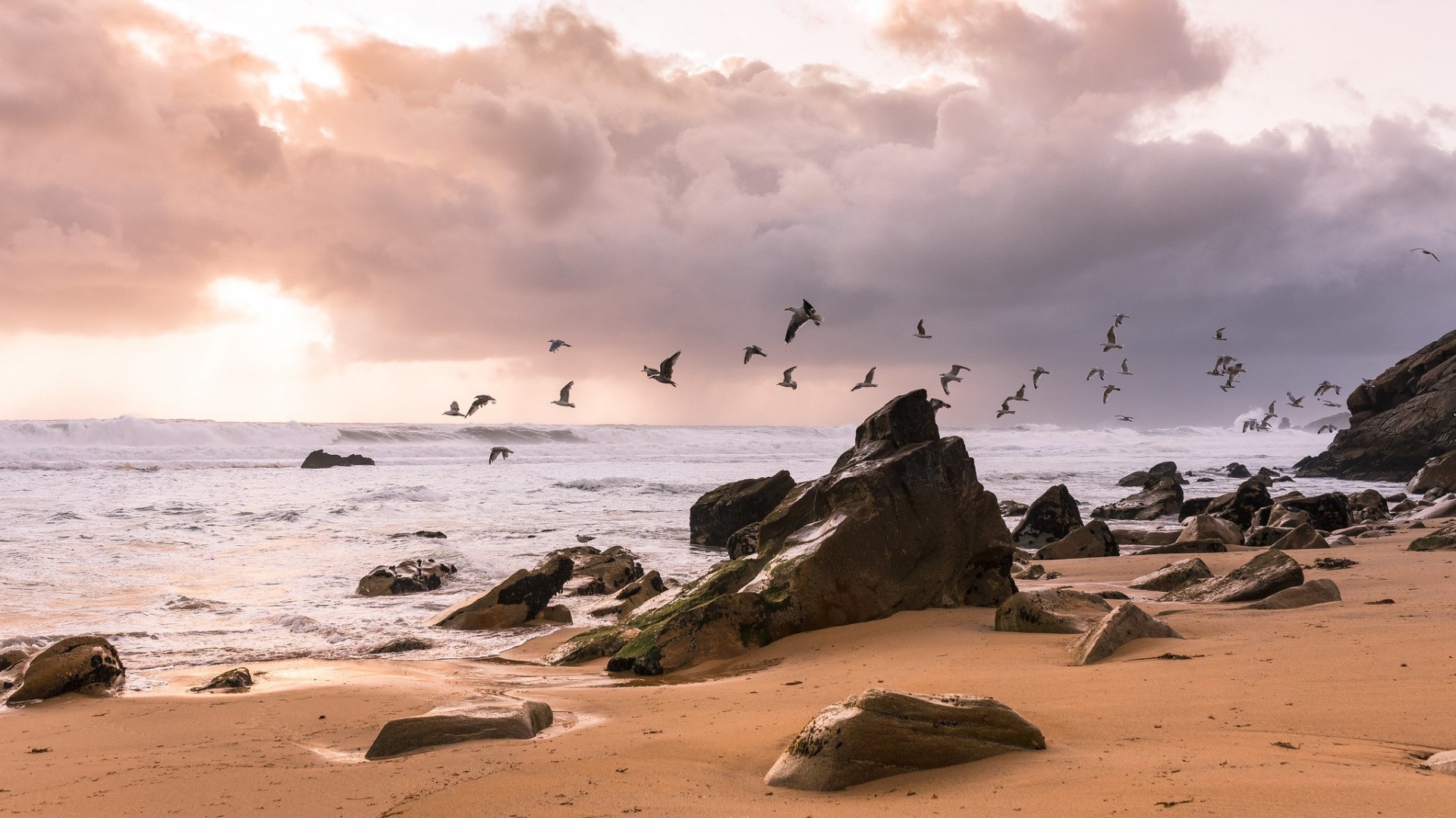 Serene Beach at Sunset with Flying Birds - backiee
