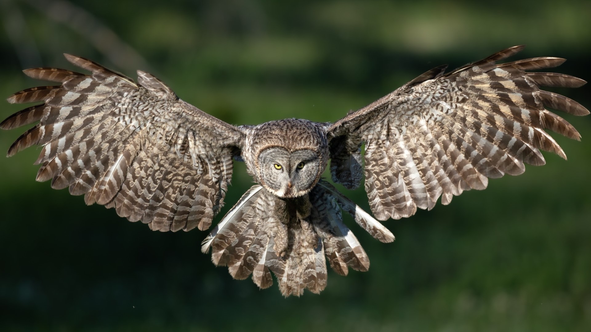 Majestic Great Horned Owl in Flight - backiee
