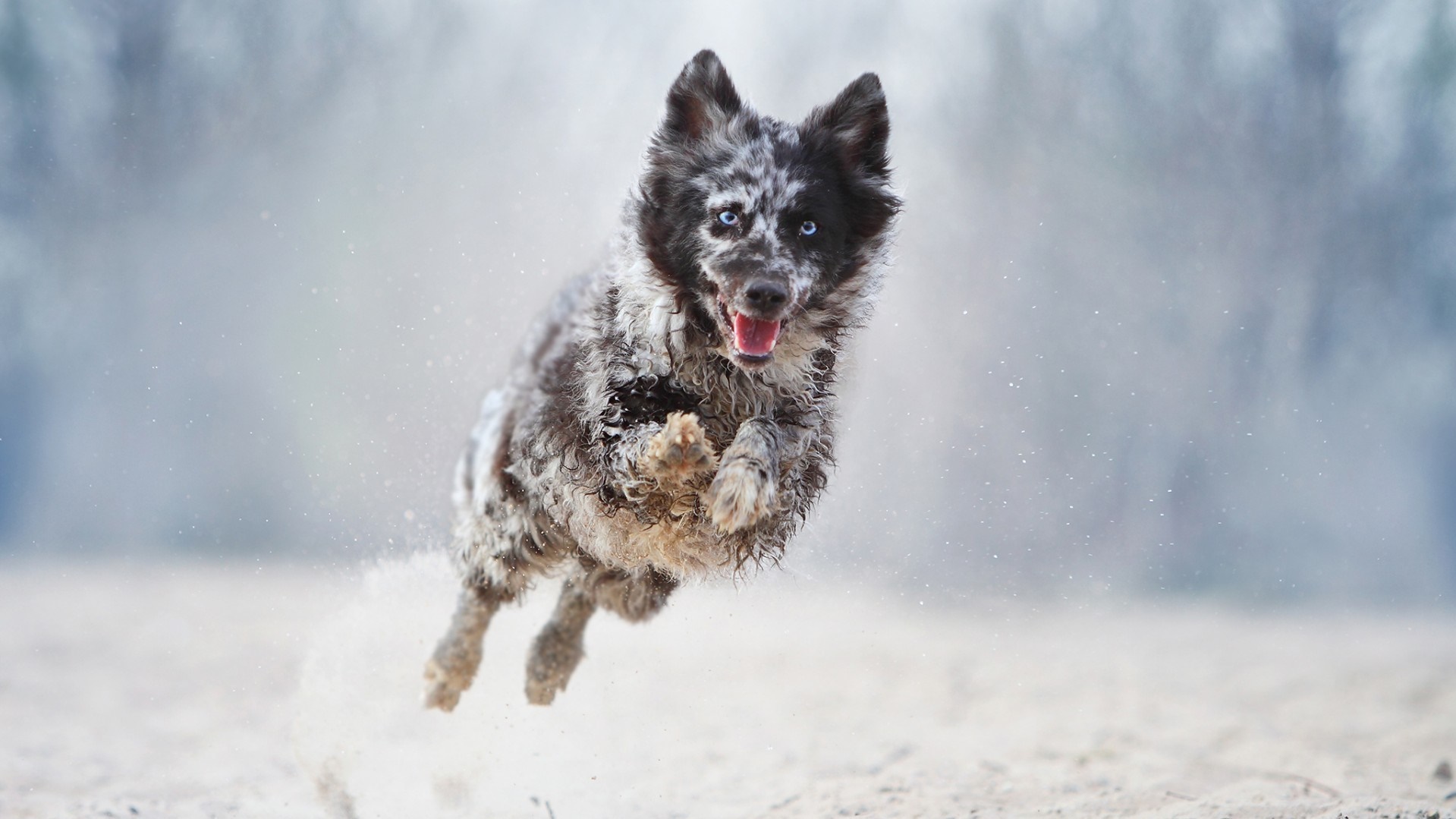 Blue Eyed Mudi Dog Sprinting Through Winter Snow - backiee