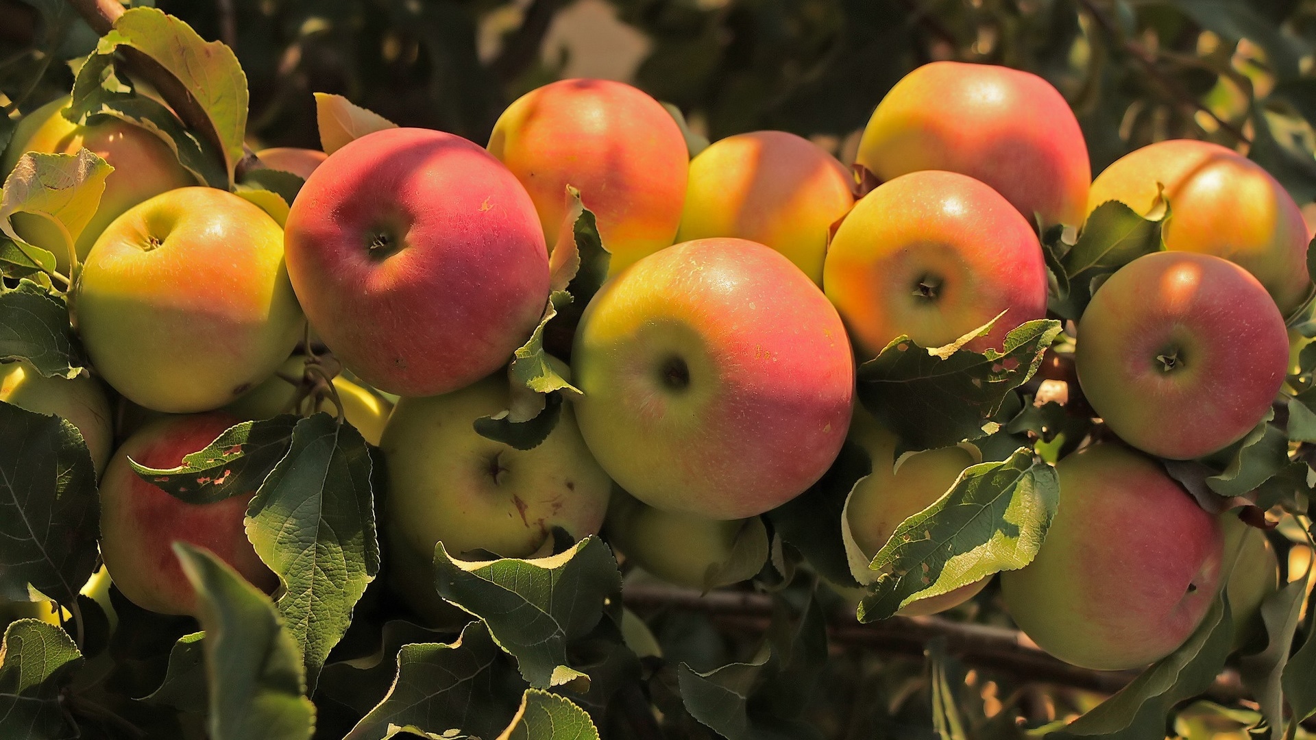 Sunlit Orchard Apples in Warm Autumn Glow - backiee