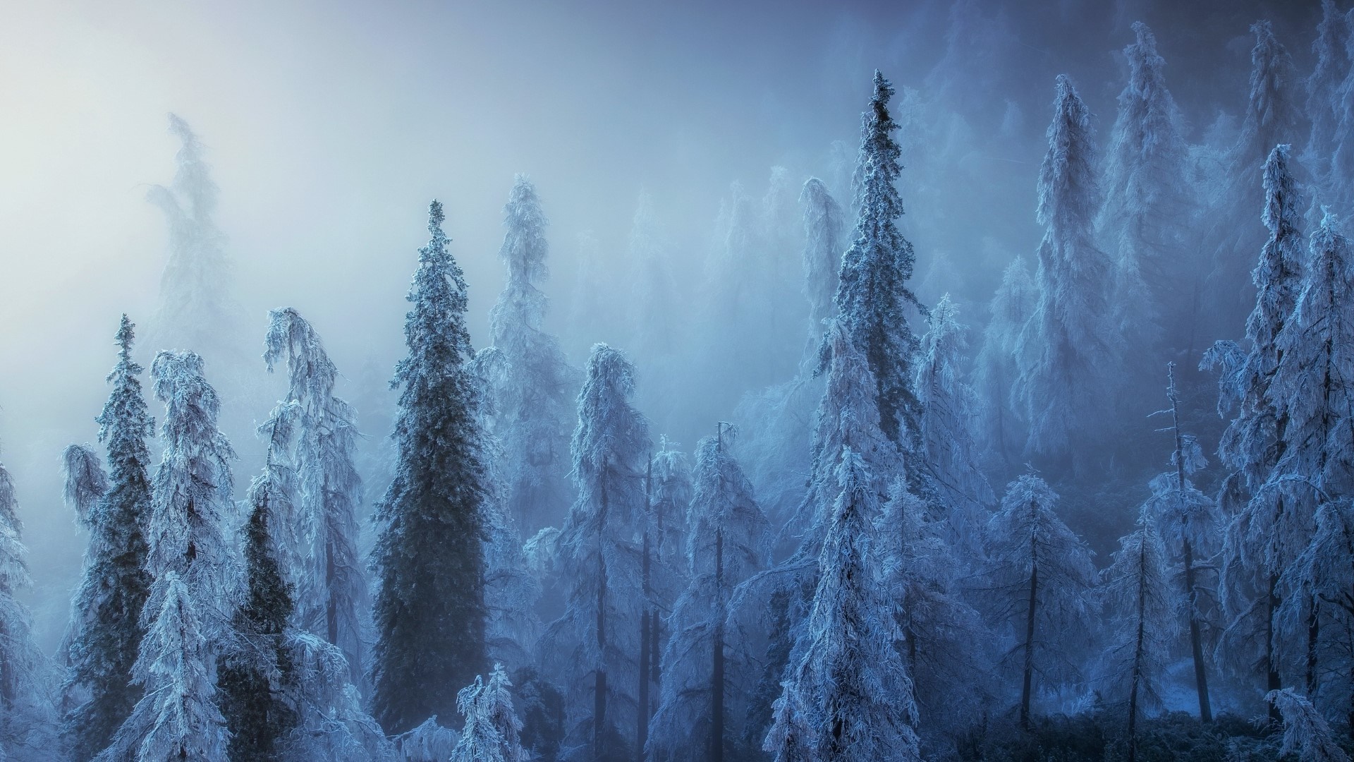 Frosted Spruce Forest Shrouded in Blue Winter Fog - backiee