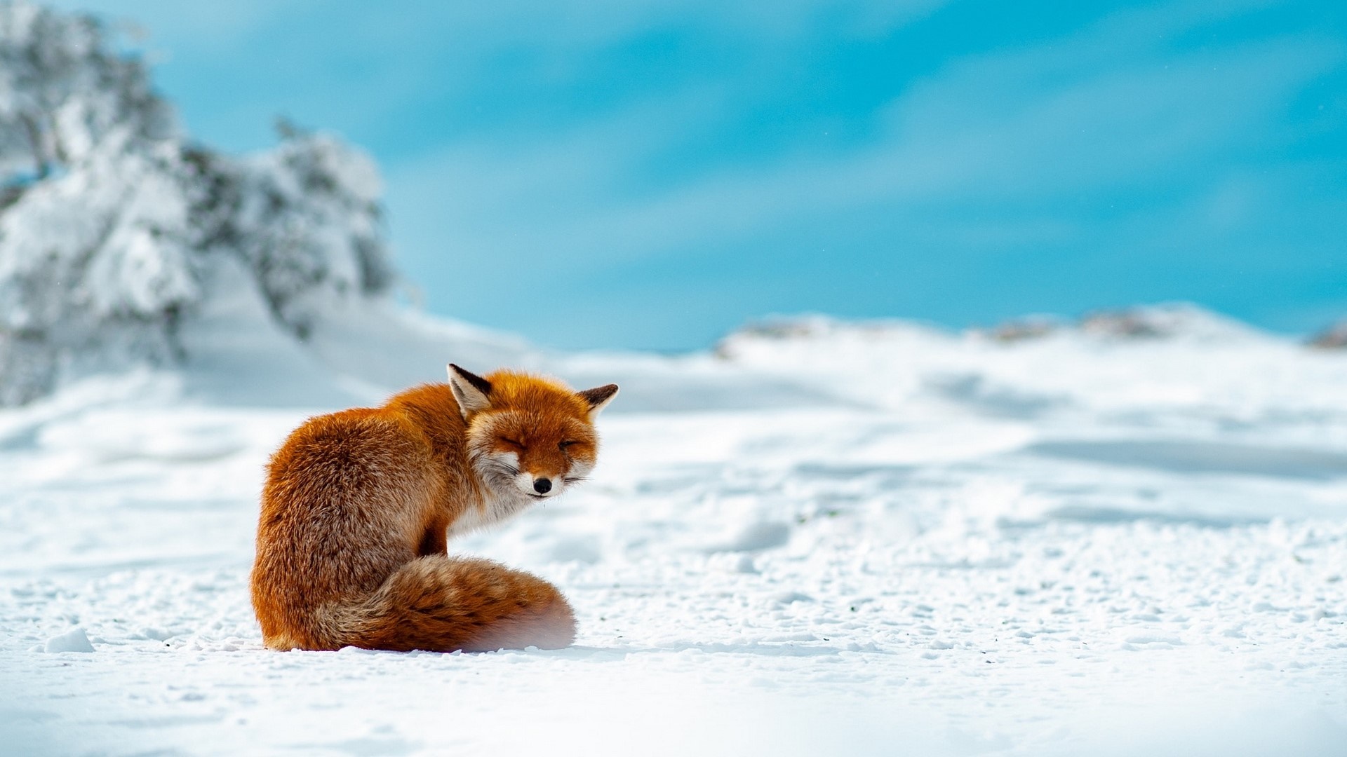 Sleepy Red Fox Resting on Snowy Winter Plain - backiee