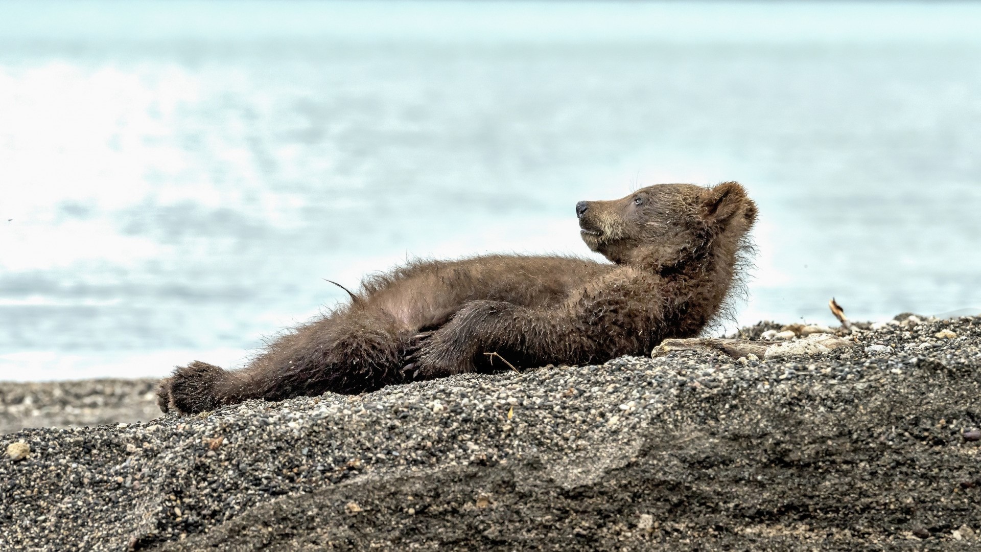 Laid Back Bear Cub Lounging by the Sea - backiee