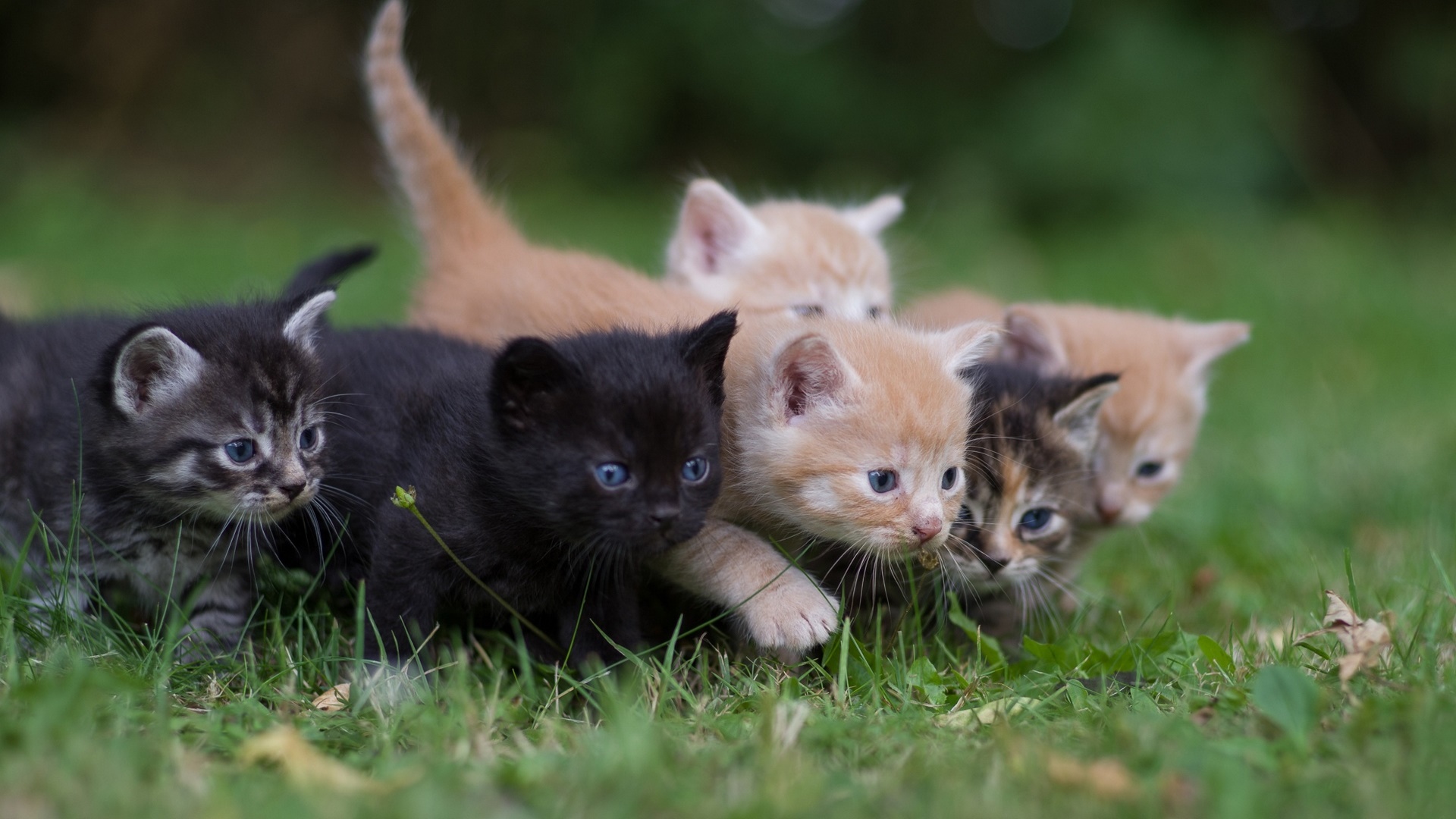 Curious Kittens Exploring the Grass Together in Soft Evening Light ...