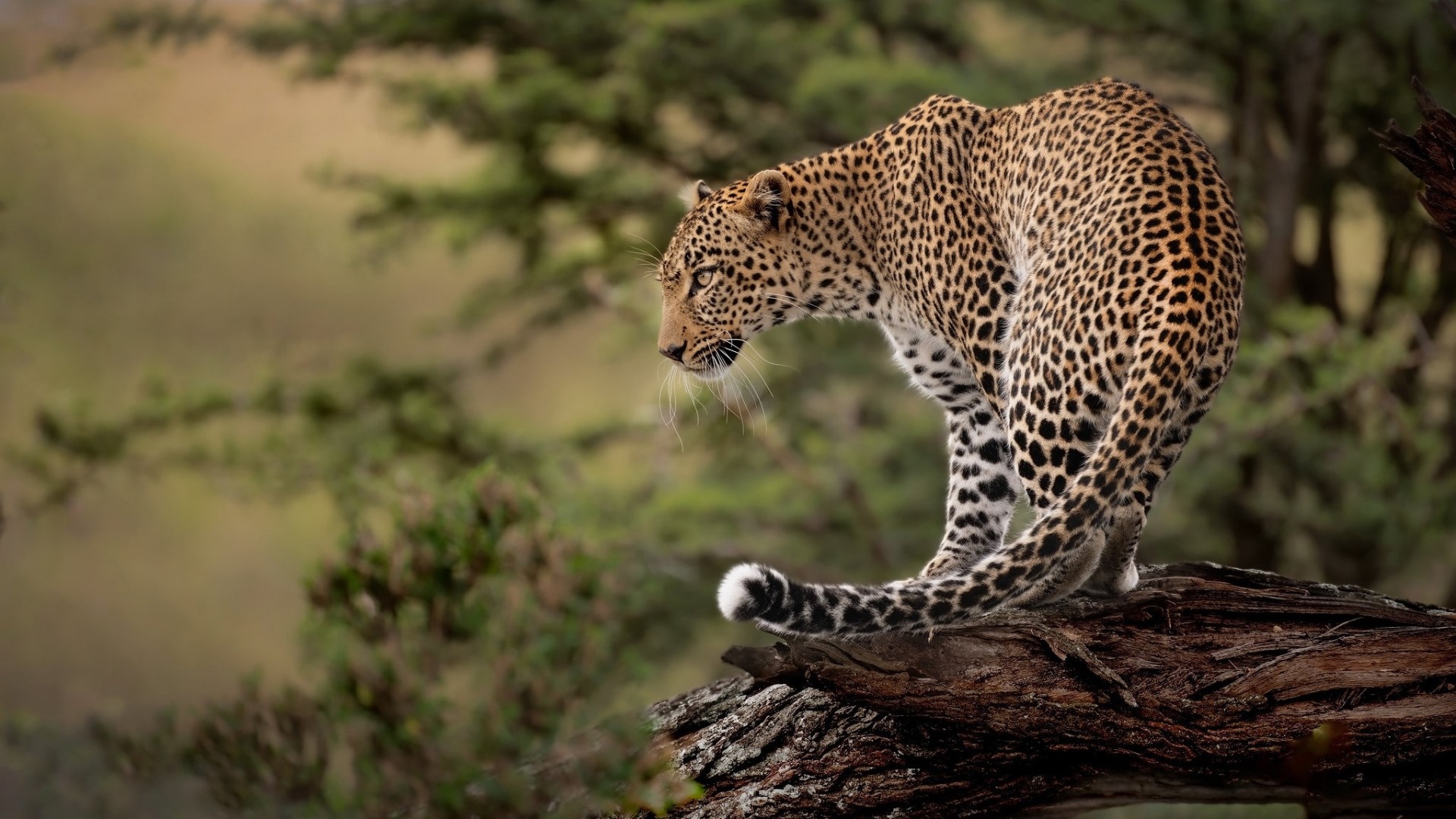 Silent Leopard on the Savanna Branch, Poised for the Hunt - backiee