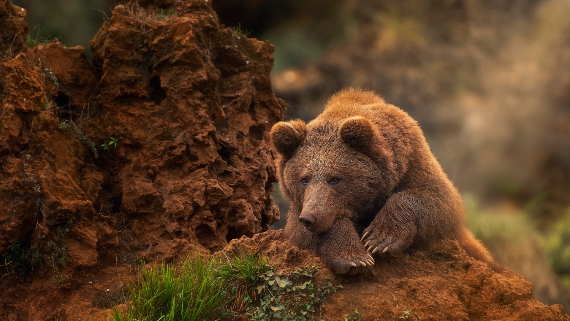 Resting Brown Bear Among Rocky Earth and Autumn Light - backiee