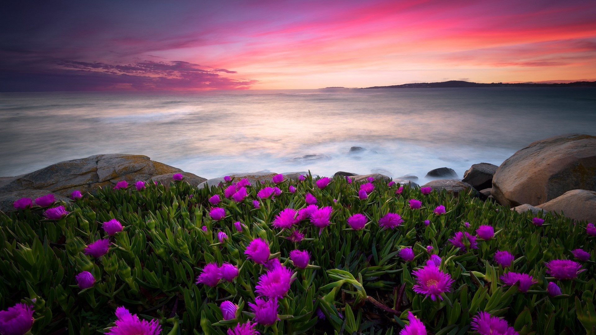 Vibrant Coastal Flower Carpet at Sunset Over Tranquil Ocean Shore - backiee