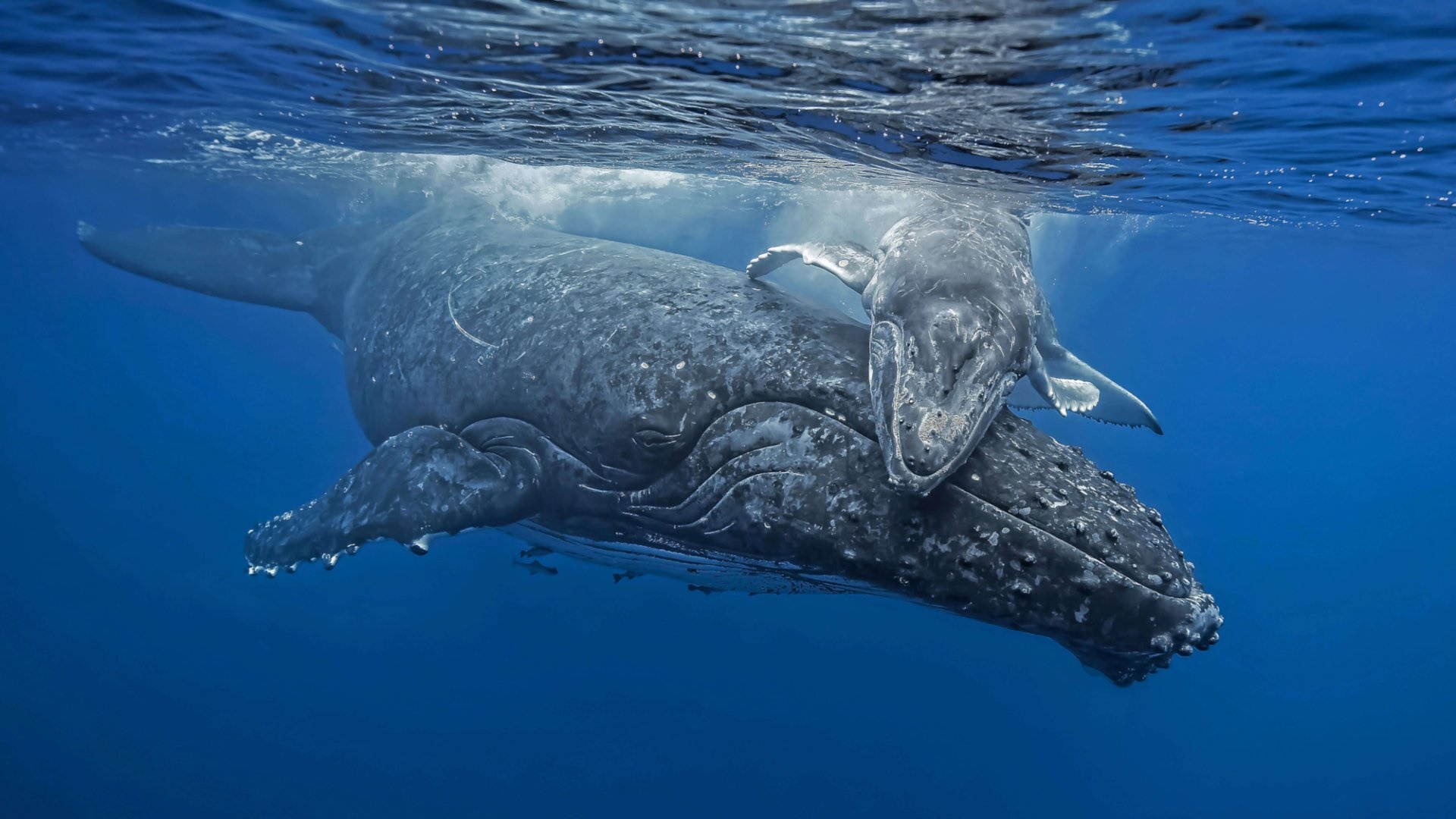 Gentle Humpback Mother and Calf Drifting in Sunlit Blue Ocean - backiee