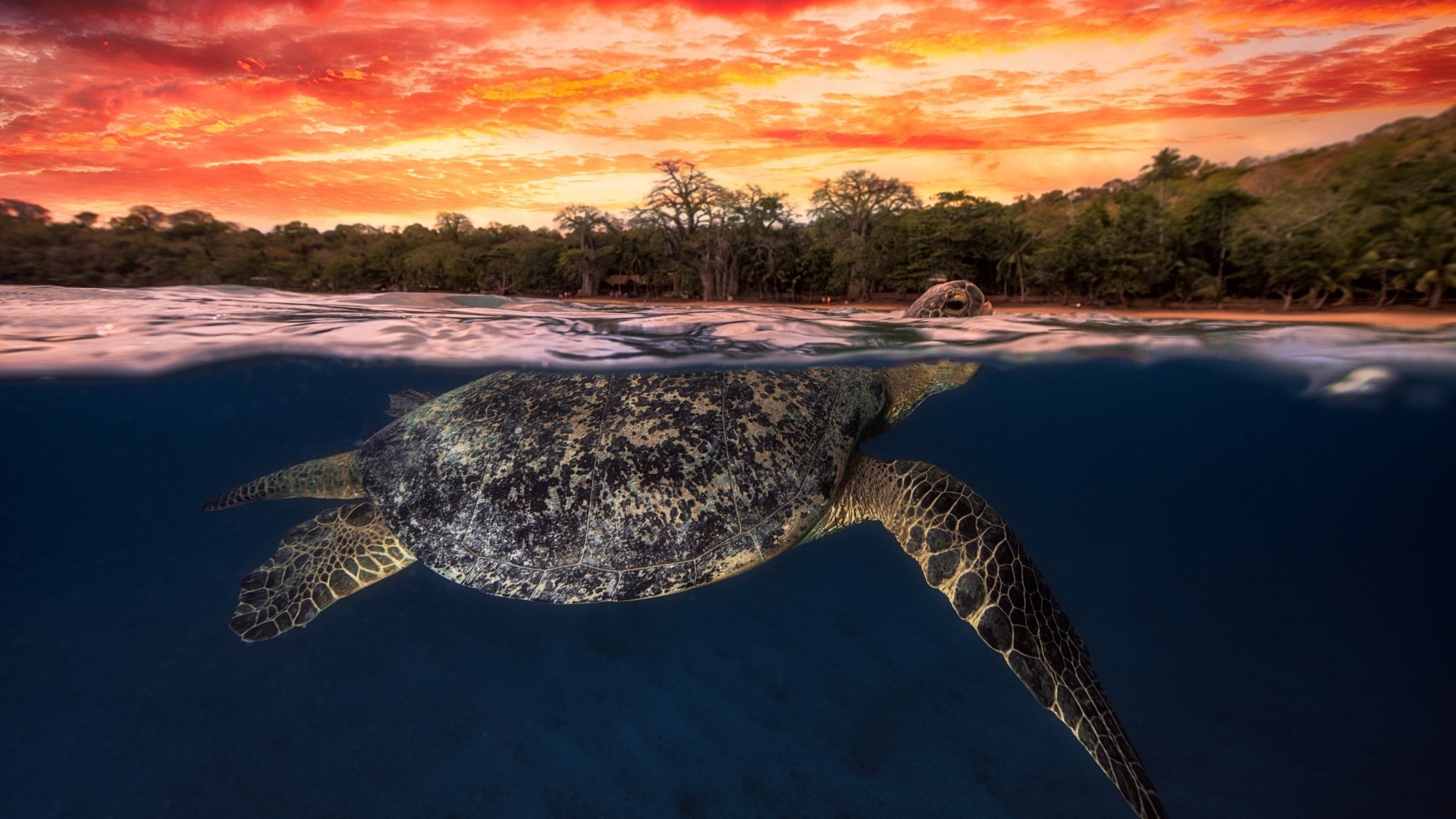 Sunset Sea Turtle Gliding Beneath Tropical Shoreline - backiee