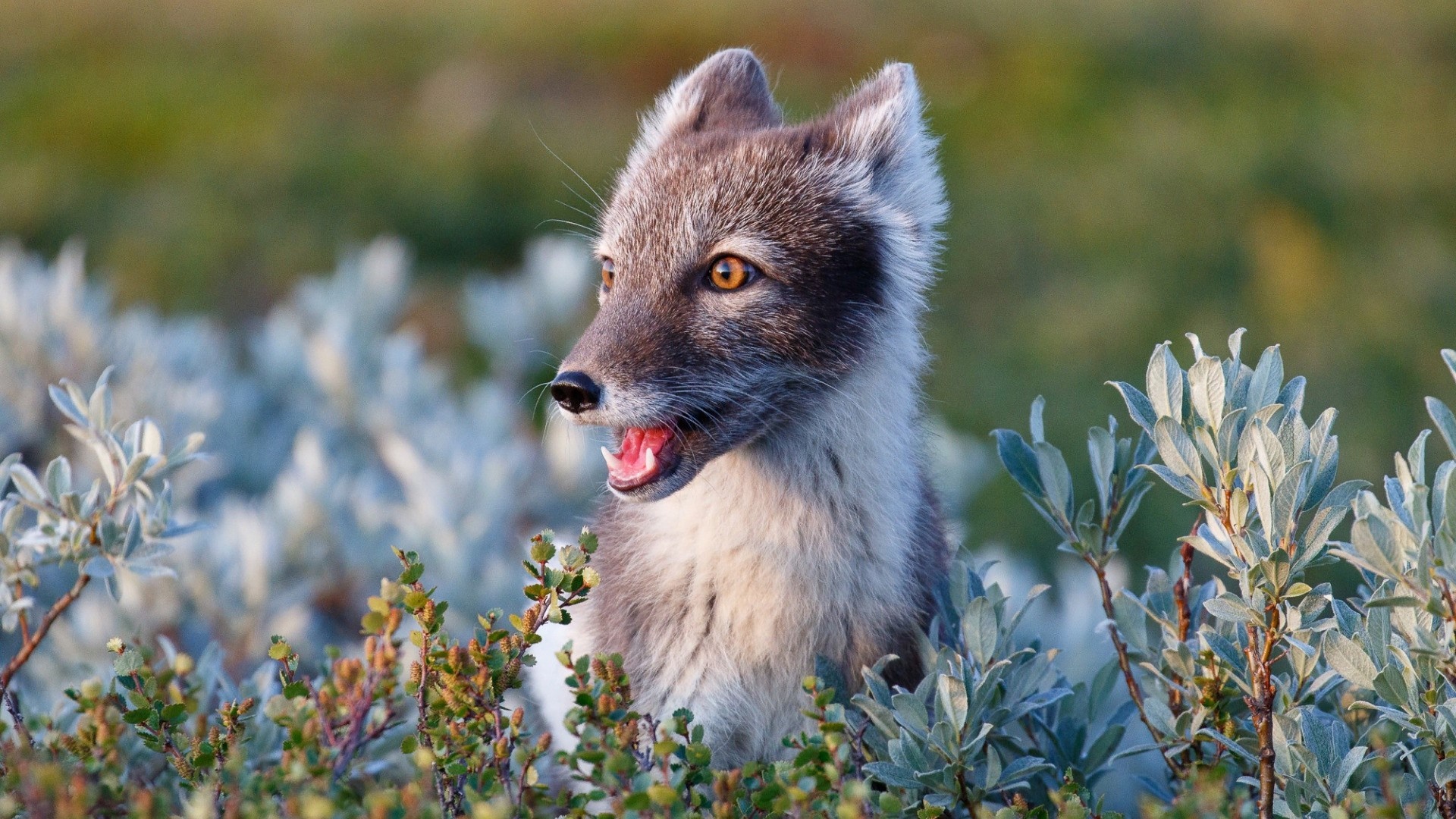 Arctic Fox Portrait Among Tundra Shrubs at Golden Hour - backiee