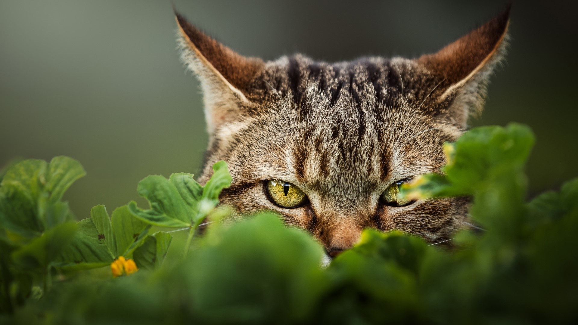 Stealthy Tabby Cat Eyes Peeking Through Garden Leaves - backiee