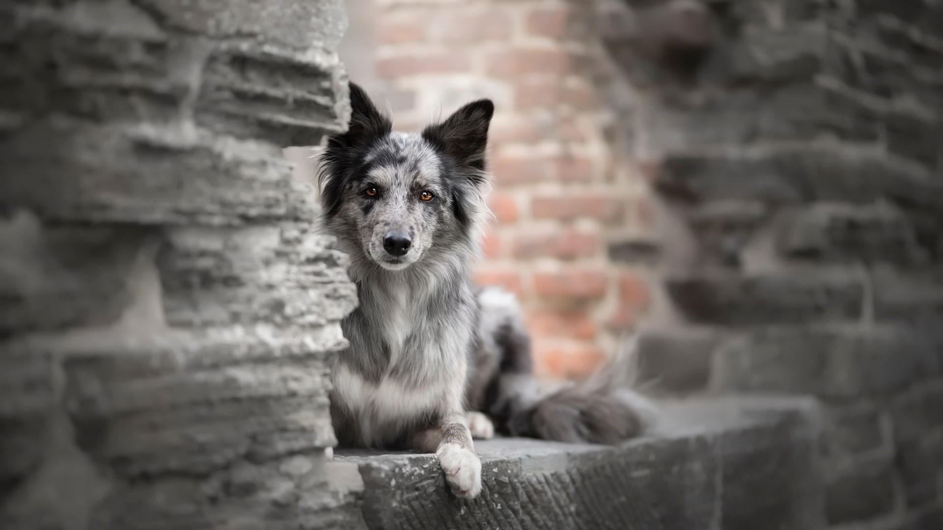 Blue Merle Herding Dog Resting Among Weathered Stone Ruins - backiee