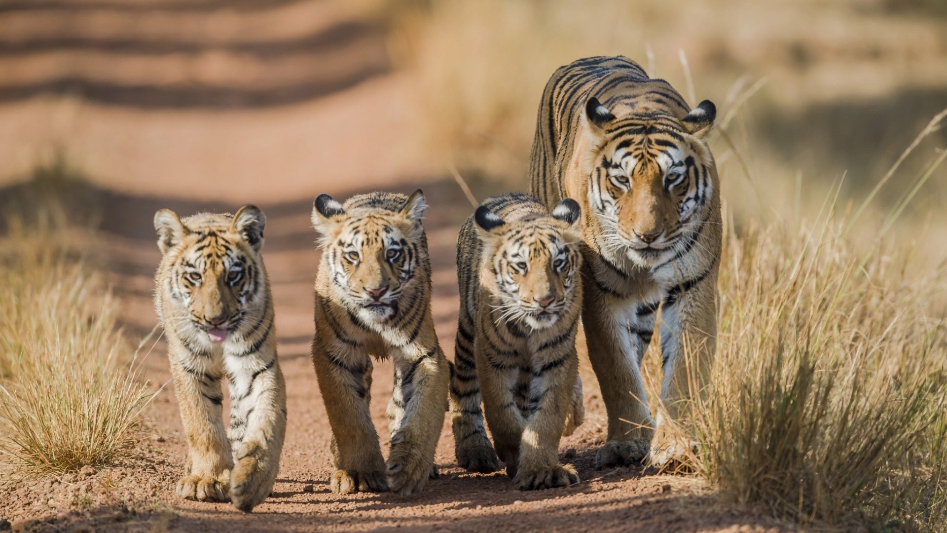 Wild Tiger Mother Leading Three Cubs Along a Sunlit Trail - backiee