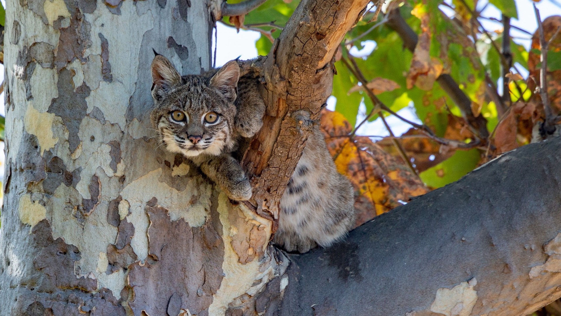 Curious Bobcat Resting in Sunlit Tree Branches - backiee