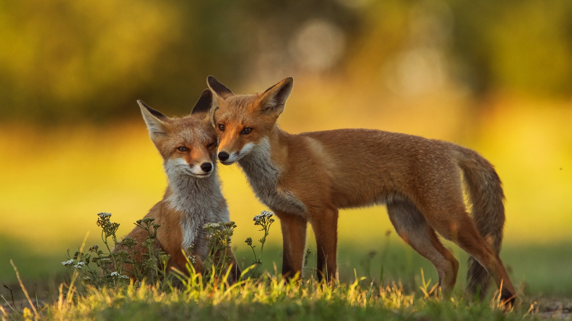 Golden Hour Companions Two Red Foxes in Meadow - backiee