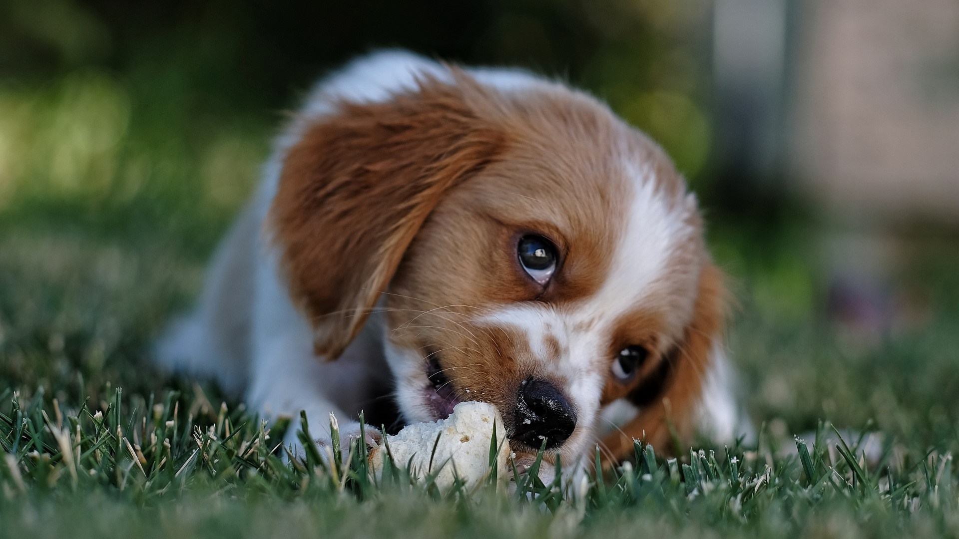 Sweet Cavalier King Charles Spaniel Puppy in Garden Grass - backiee