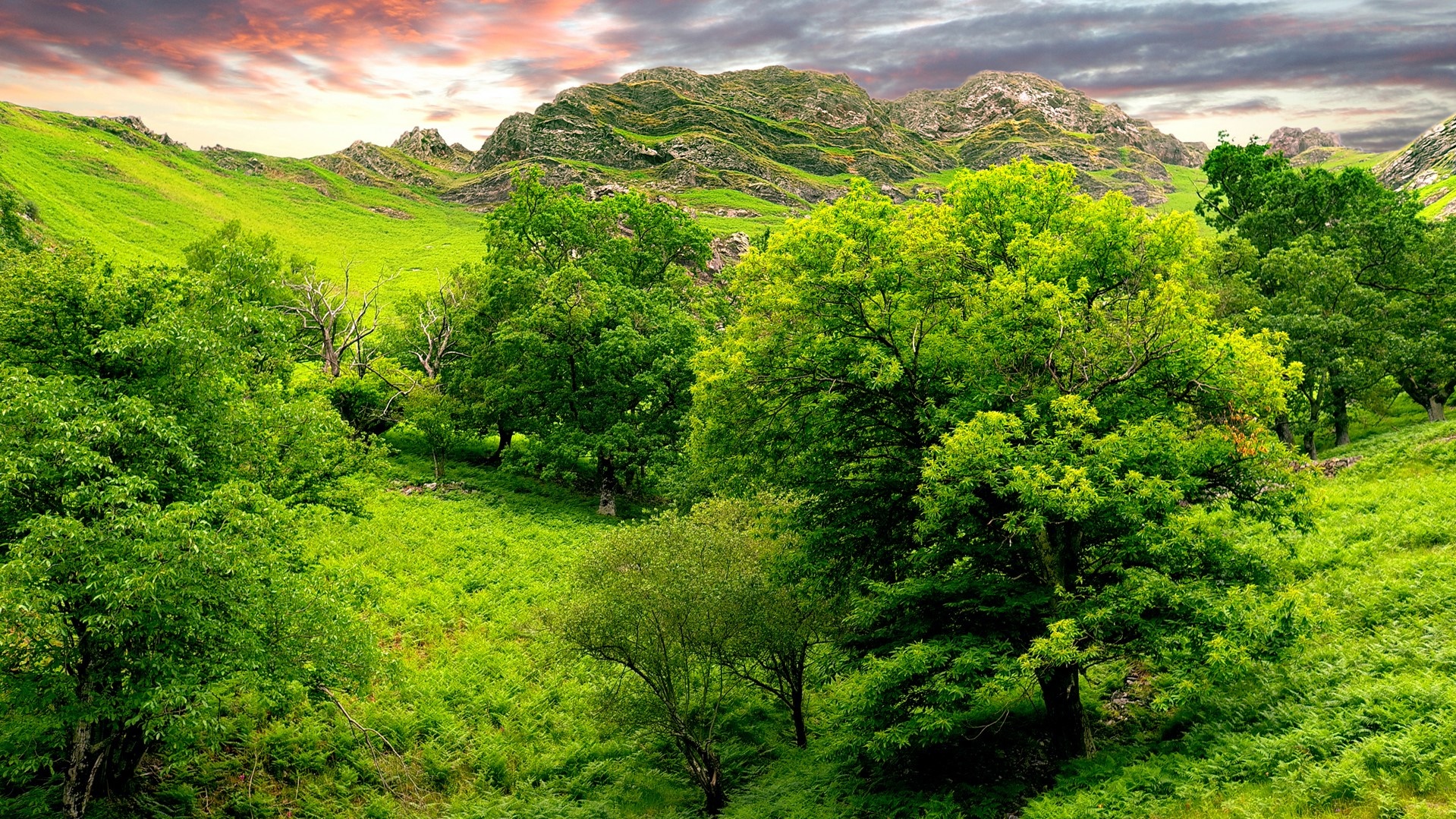 Verdant Highland Valley Under a Soft Sunrise Sky - backiee