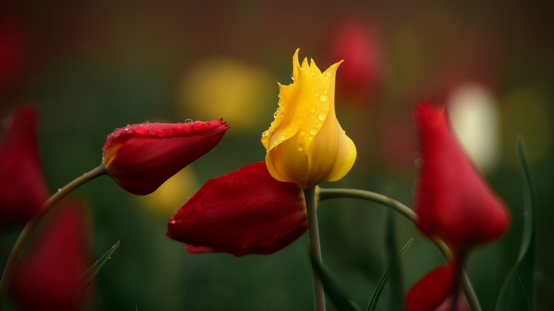 Spring Tulips in Soft Focus Bloom - backiee
