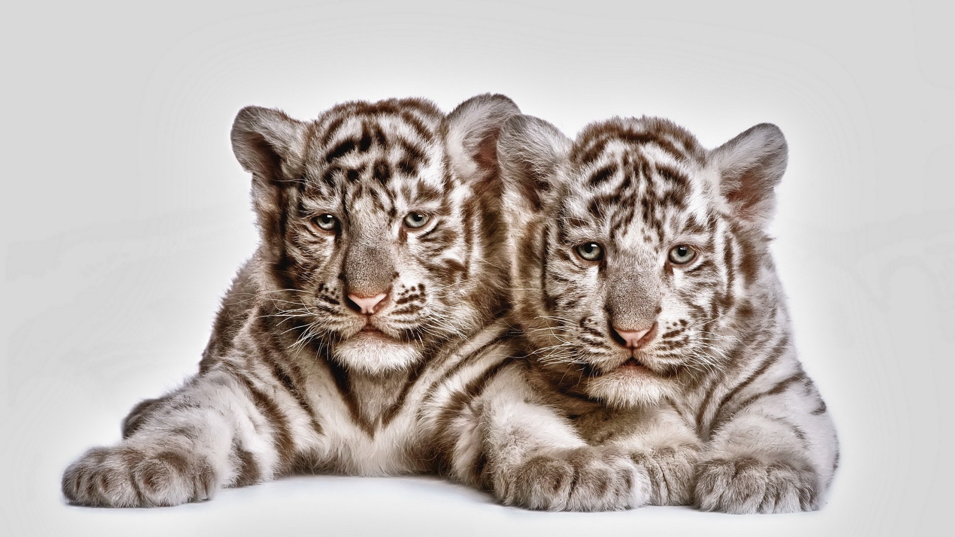 Adorable White Tiger Cubs Resting Together - backiee