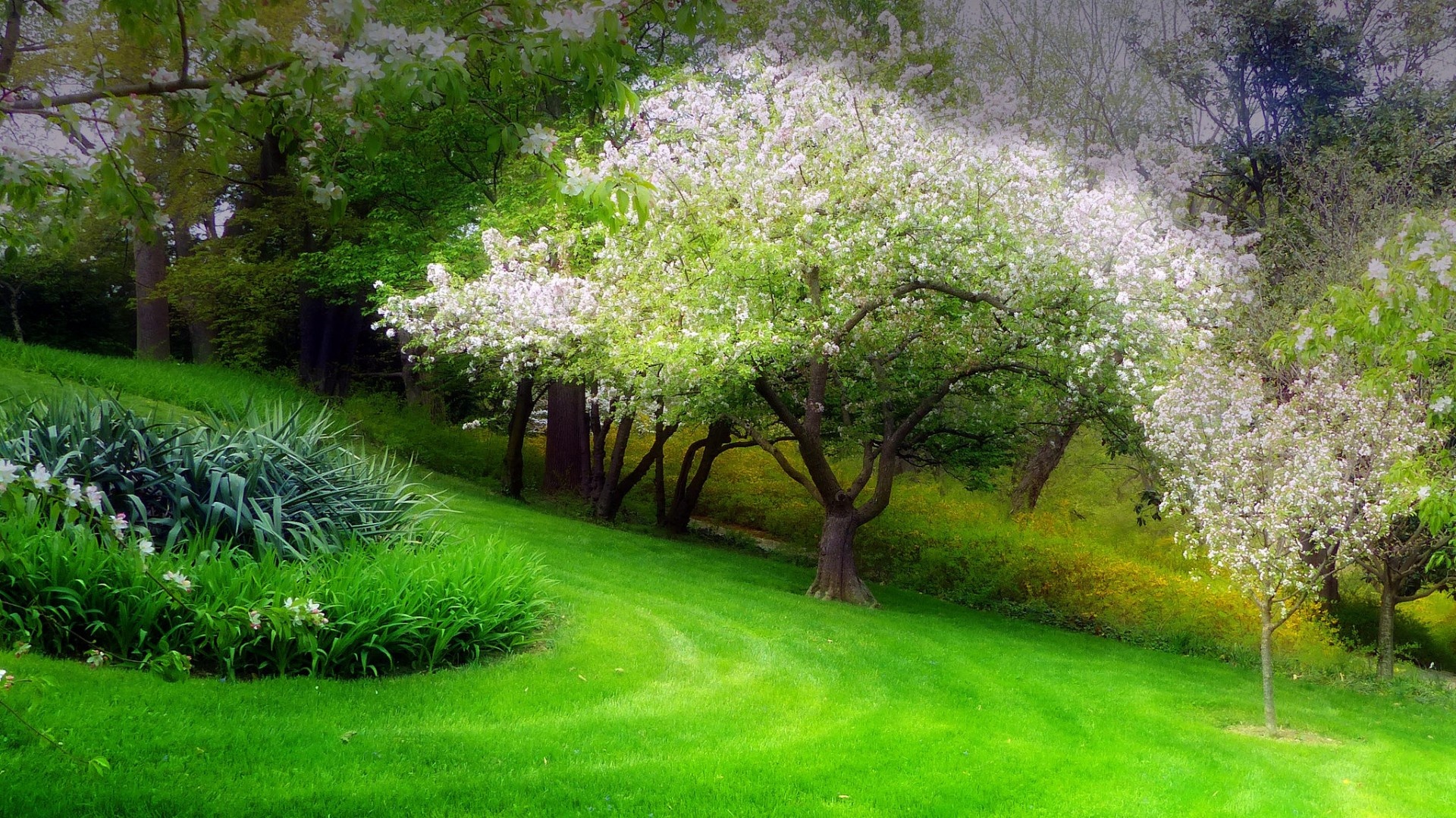 Spring Blossom Park Serenity - backiee
