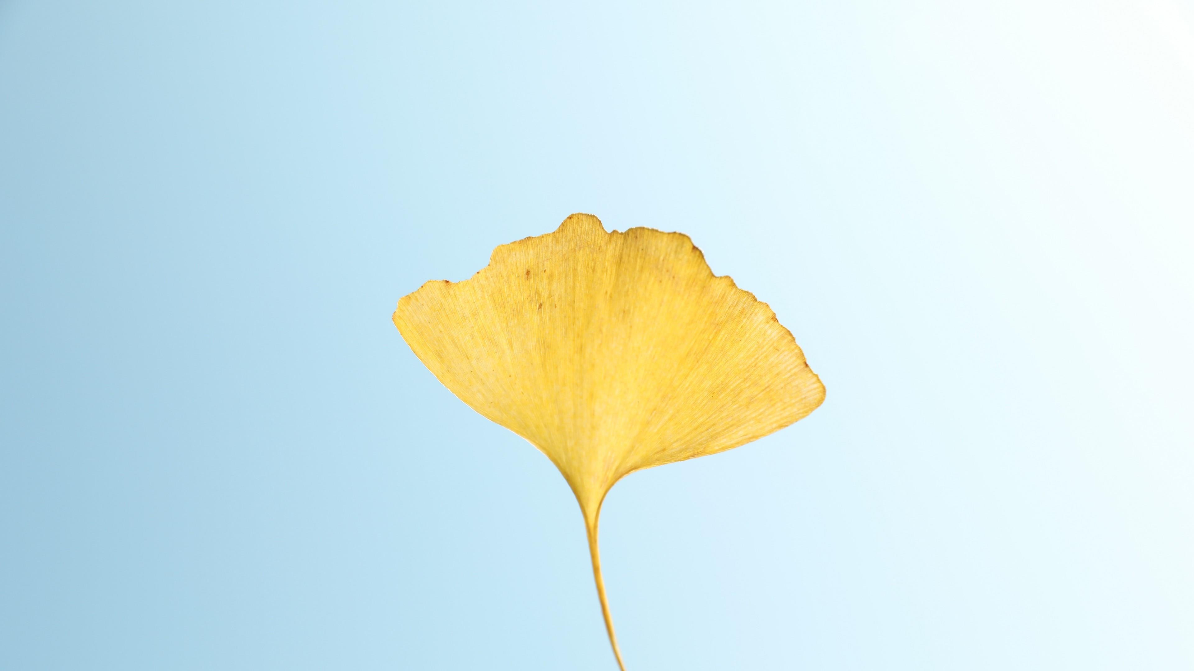 Autumn leaf - backiee