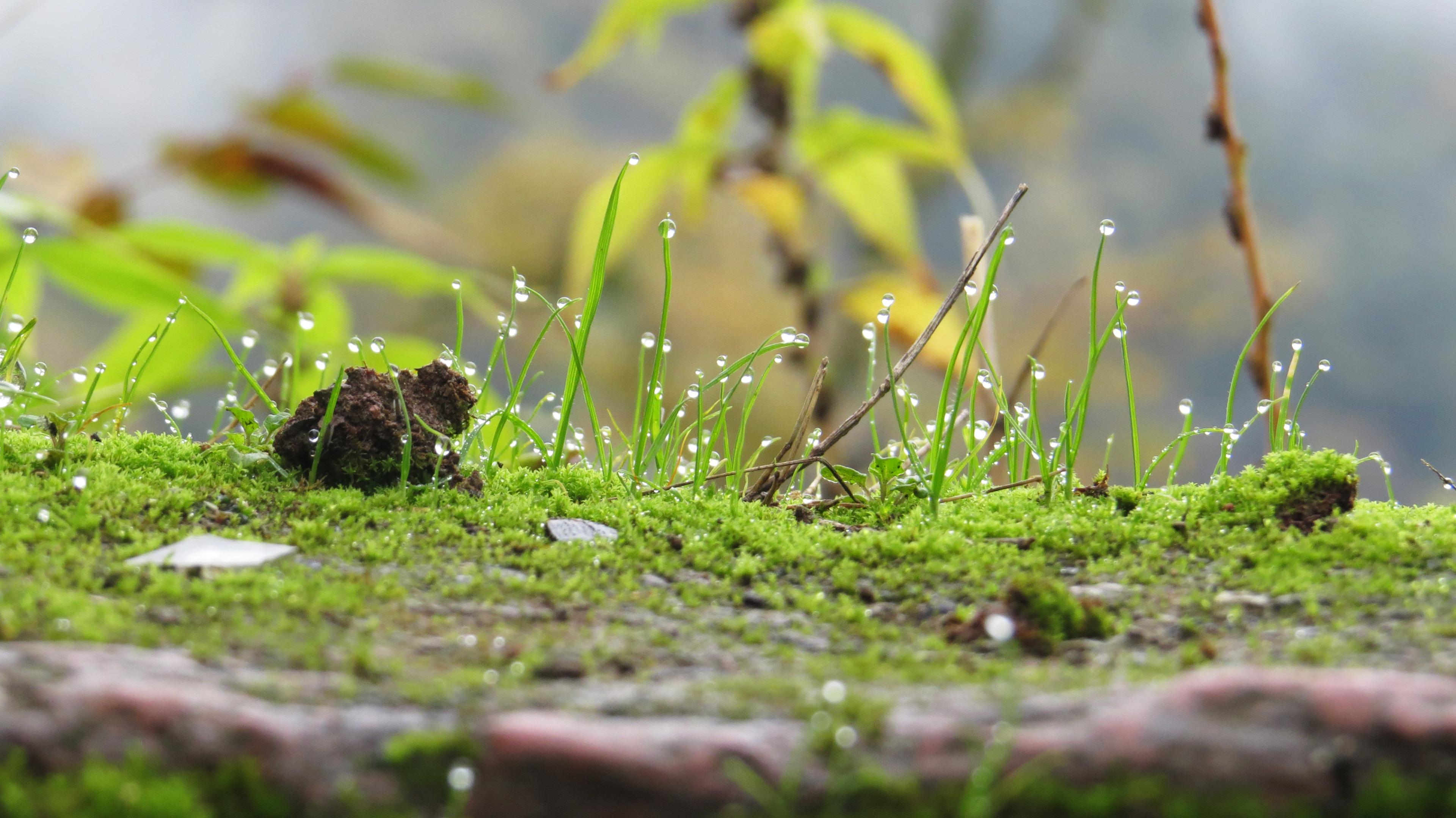 Beautiful Dews - backiee