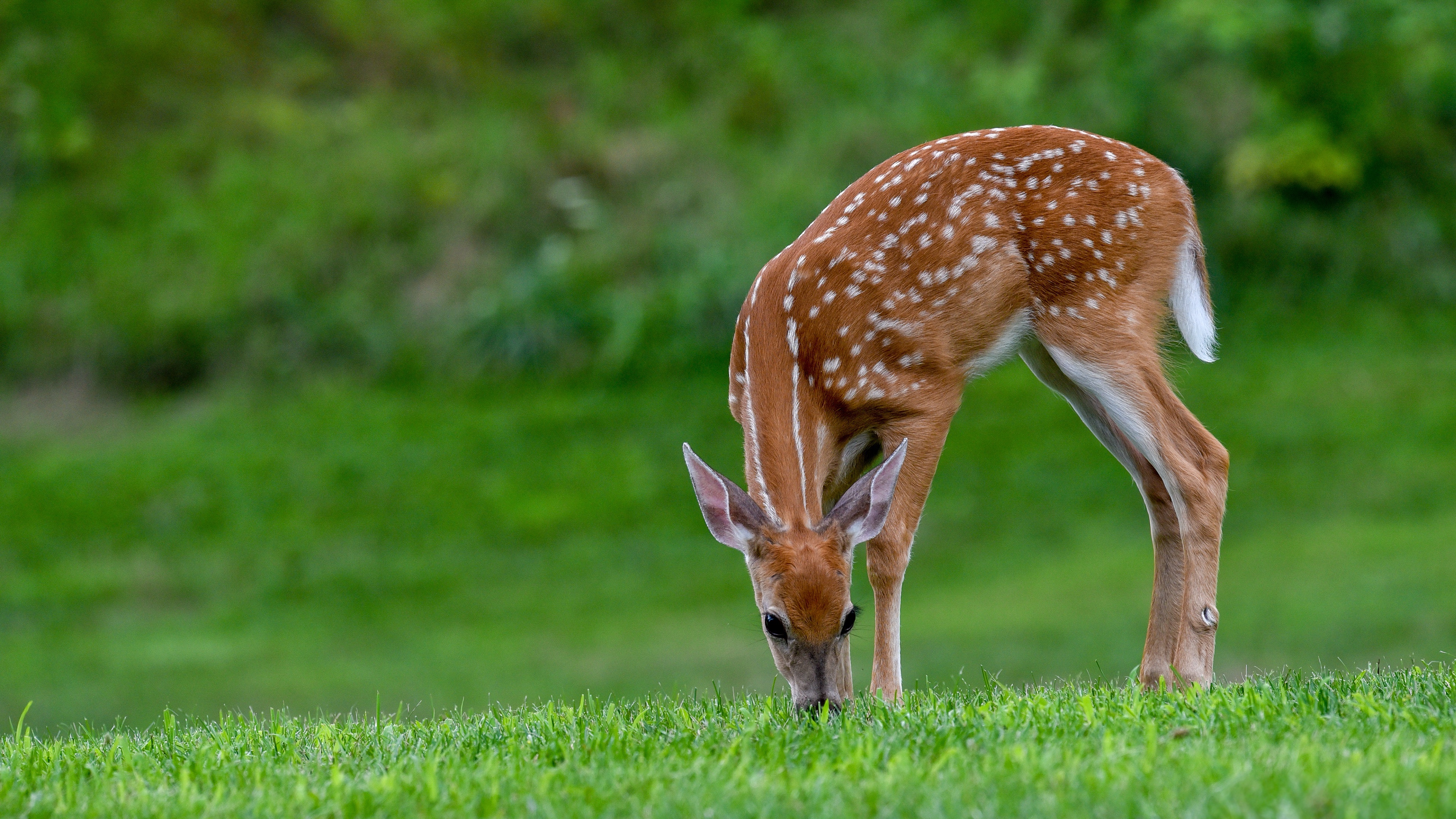 Graceful Fawn in Serene Meadow - backiee