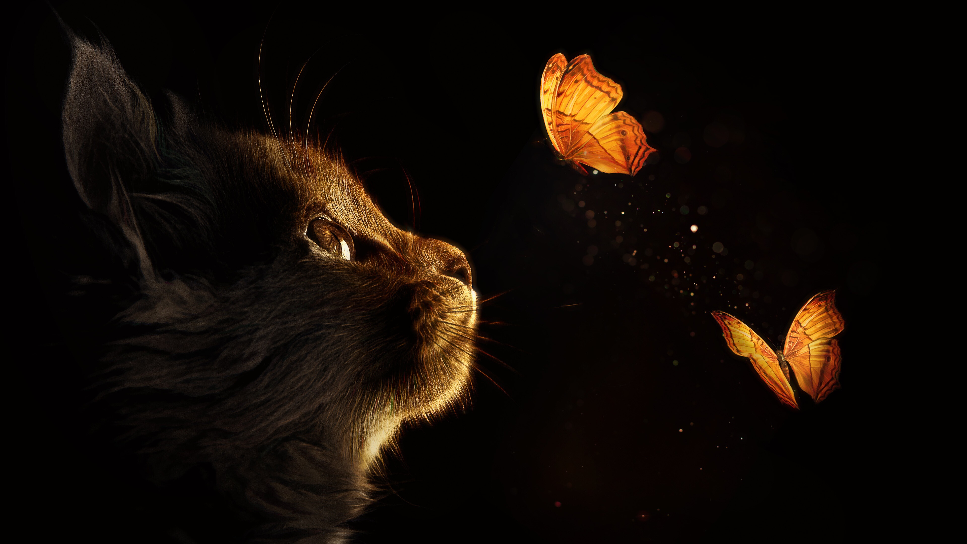 Cat Staring at Shiny Butterfly Wallpaper - backiee