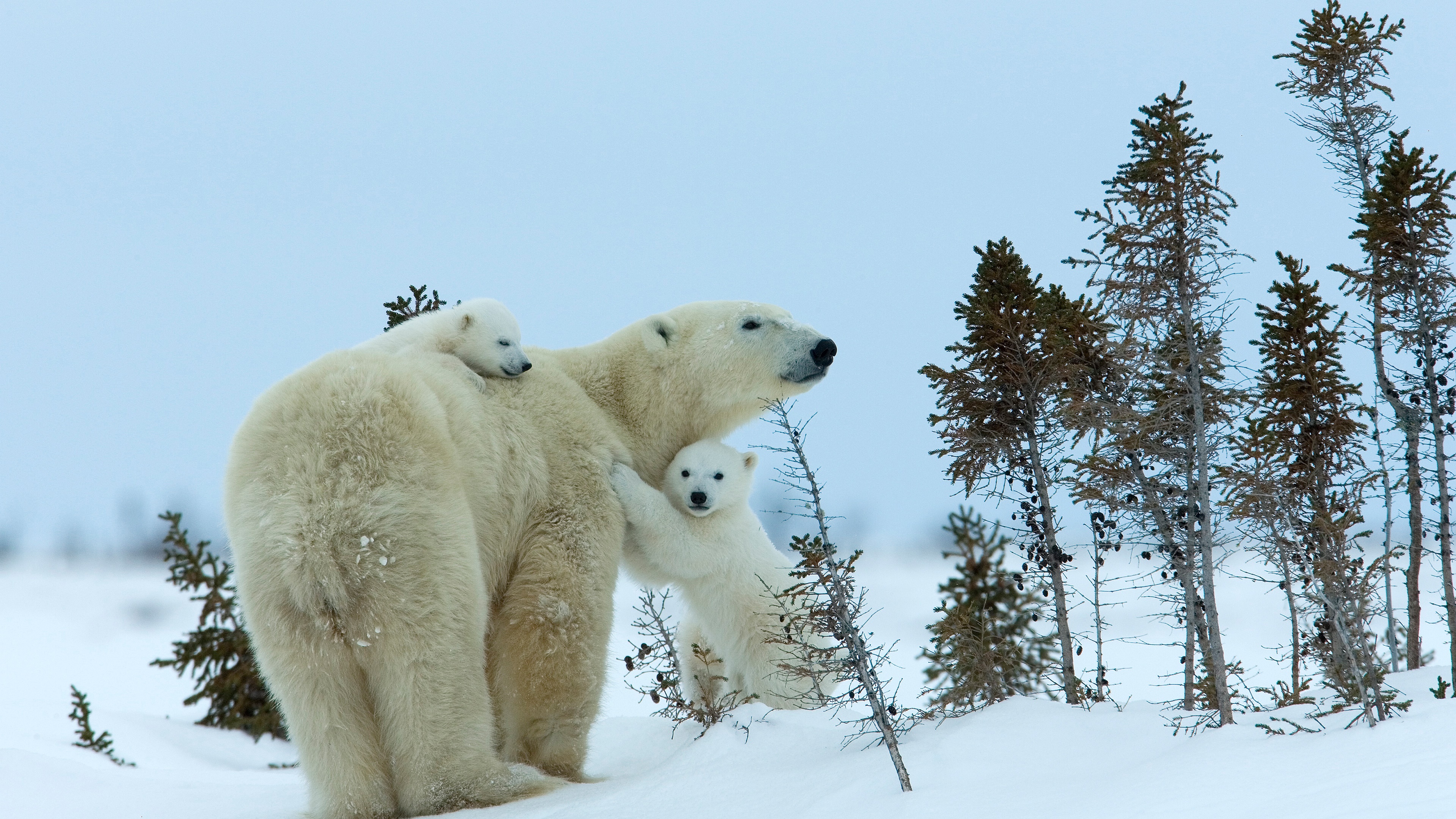 Polar Bear Family in Winter Wonderland - backiee