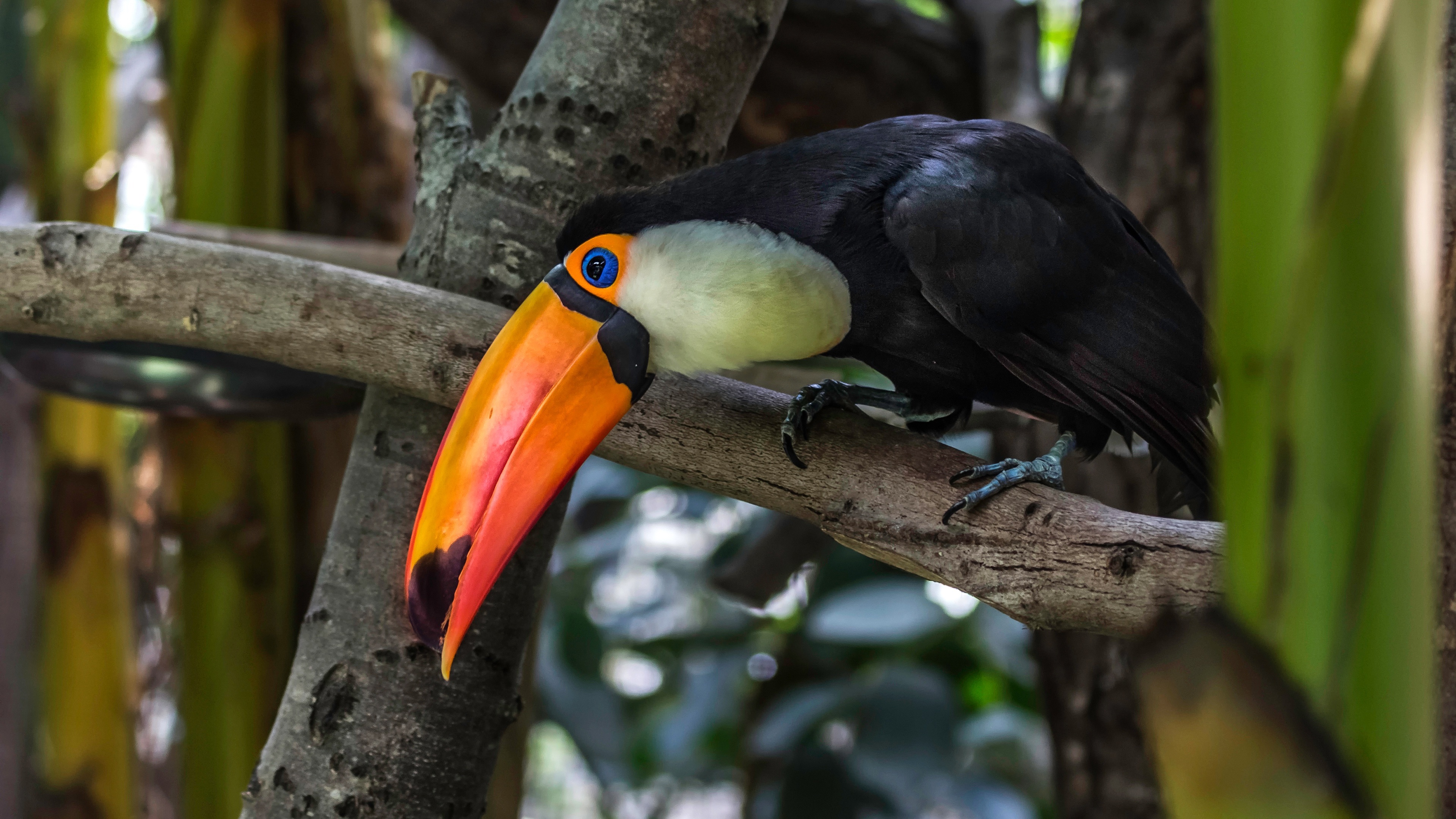 Vibrant Toucan Among Lush Greenery - backiee