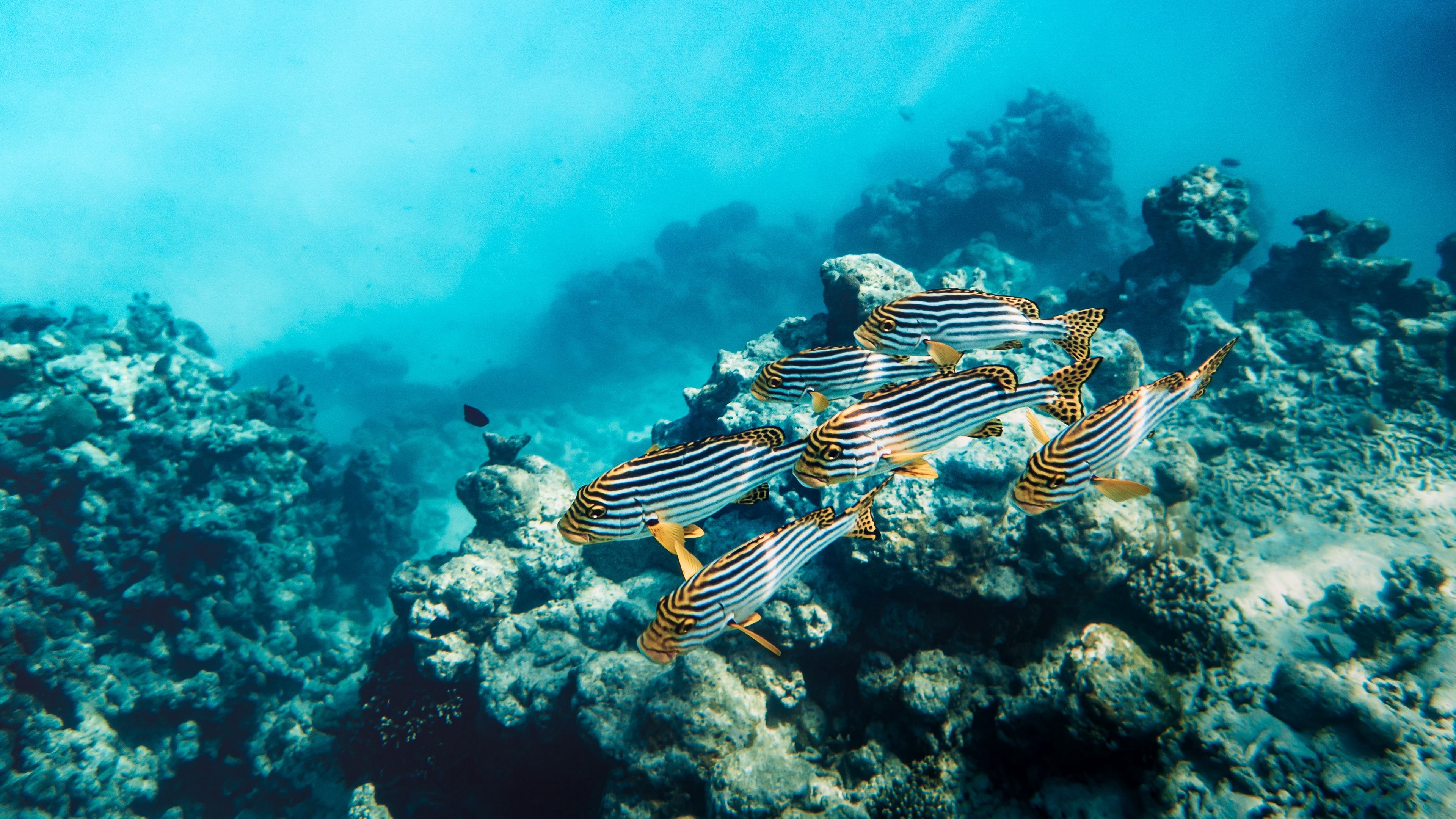 Striped Sweetlips School Gliding Above a Sunlit Coral Reef - backiee