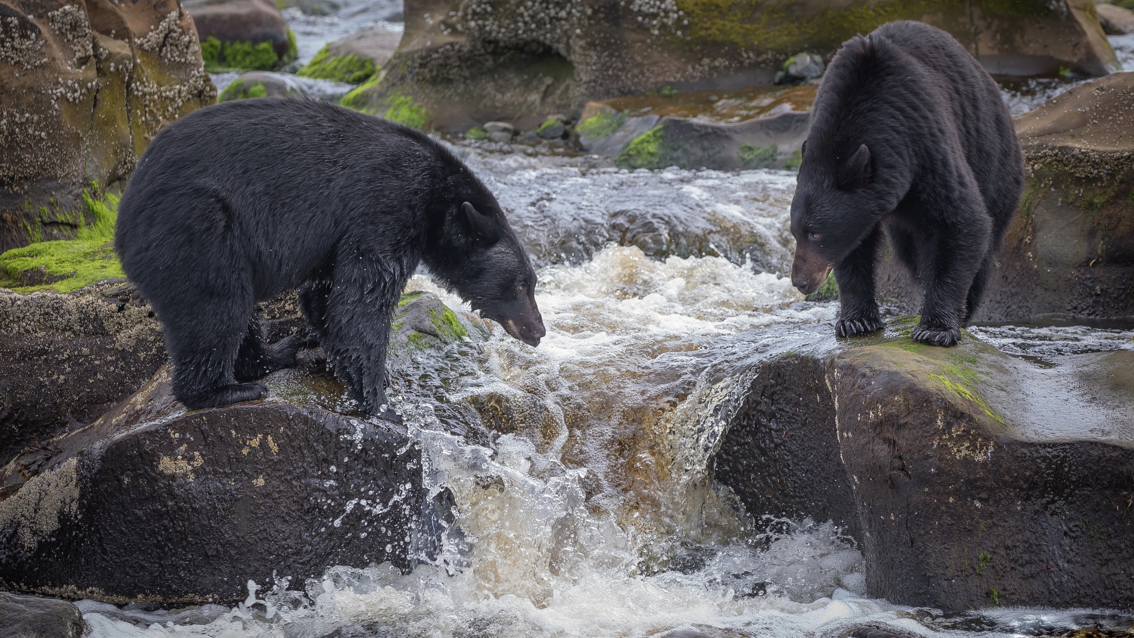 Twin Black Bears Watching the Rushing Creek in Crisp 4K - backiee