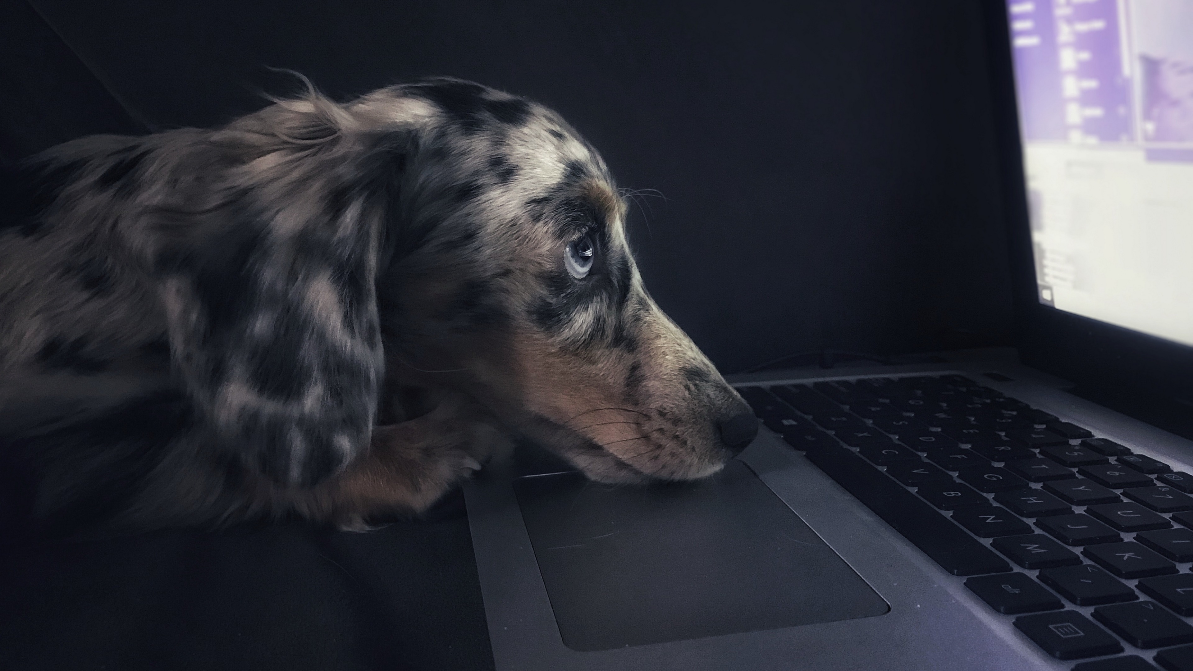 Curious English Setter Watching a Laptop Screen in Moody 4K - backiee