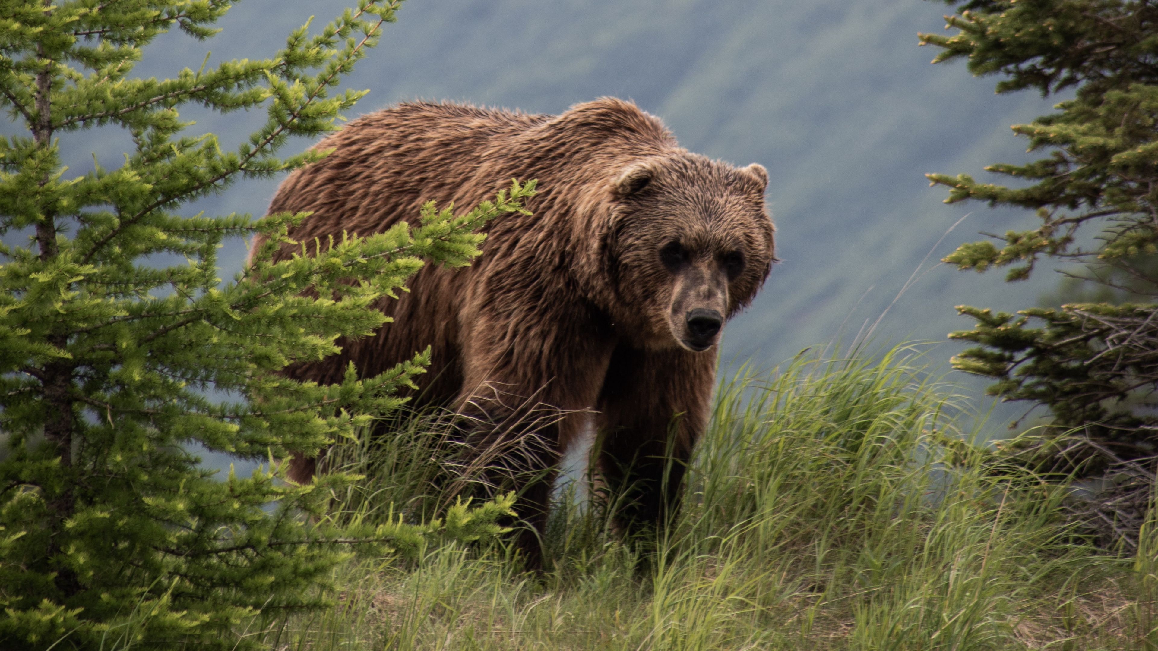 Majestic Brown Bear Roaming Through Evergreen Mountain Wilderness in 4K ...