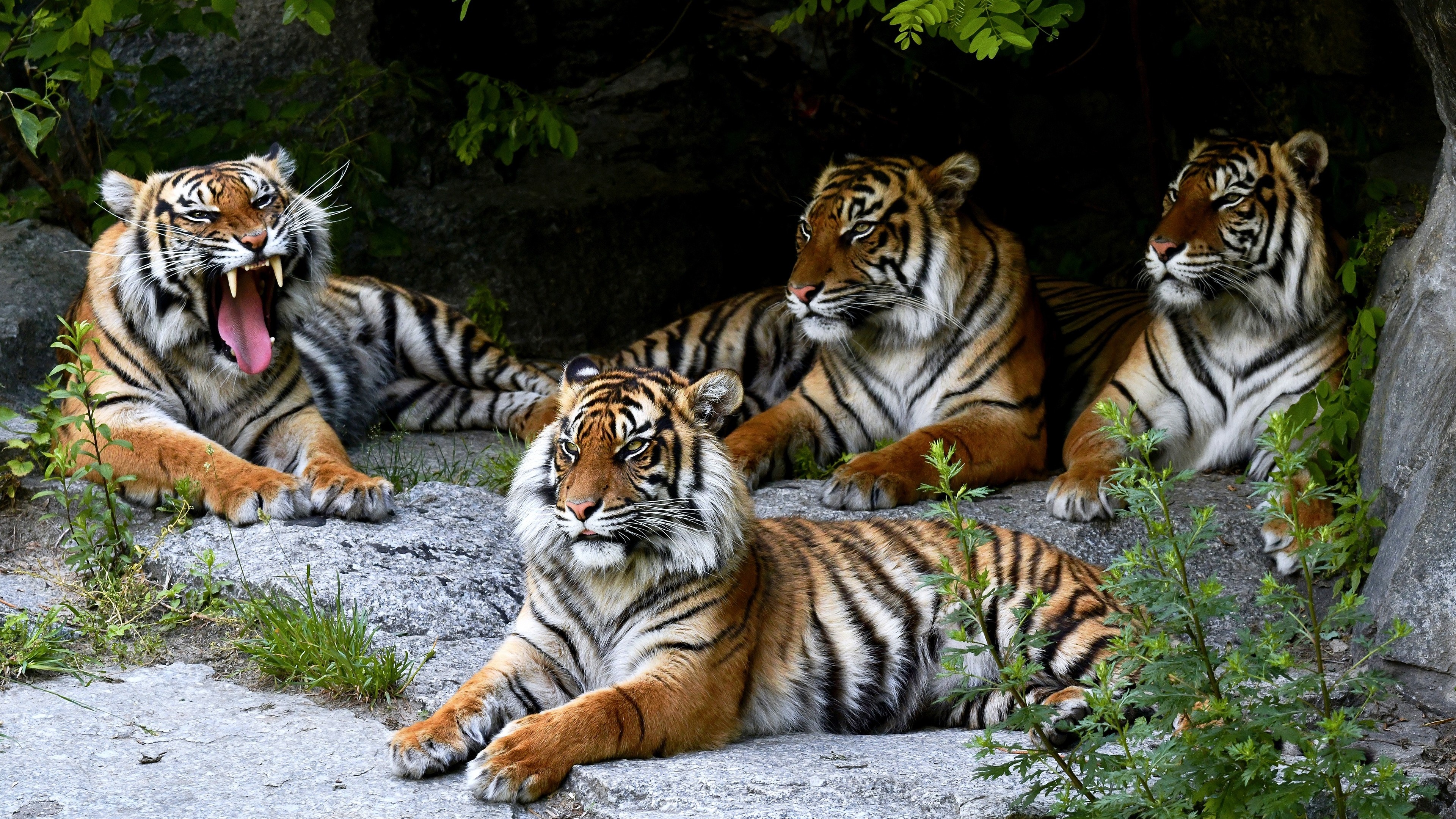 Majestic Tigers in Ultra - backiee
